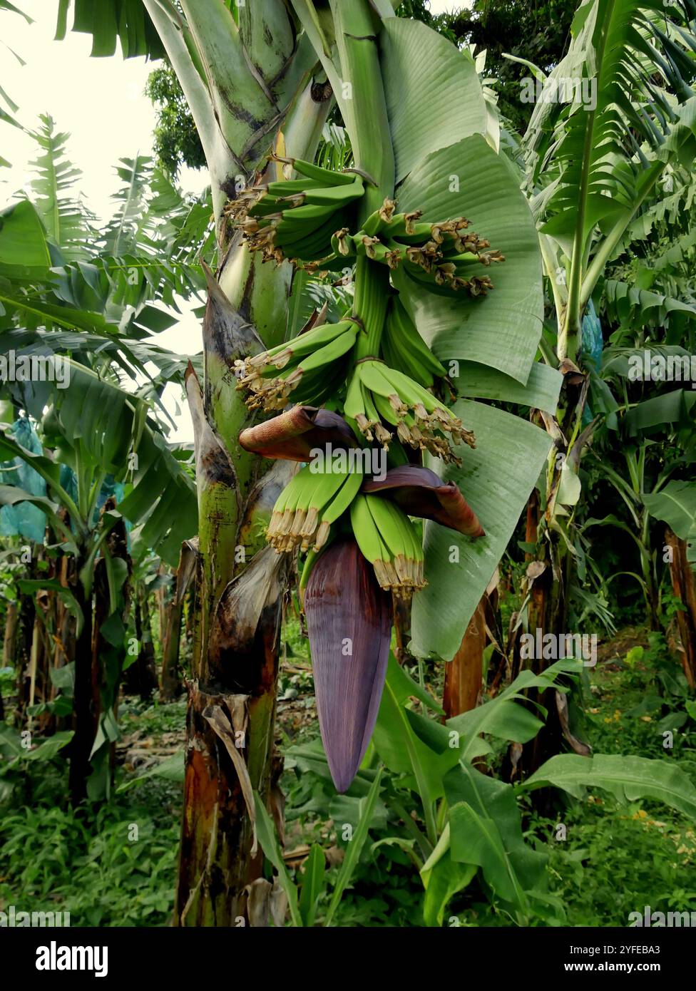 Banana male bud and female flowers with small growing green banana ...