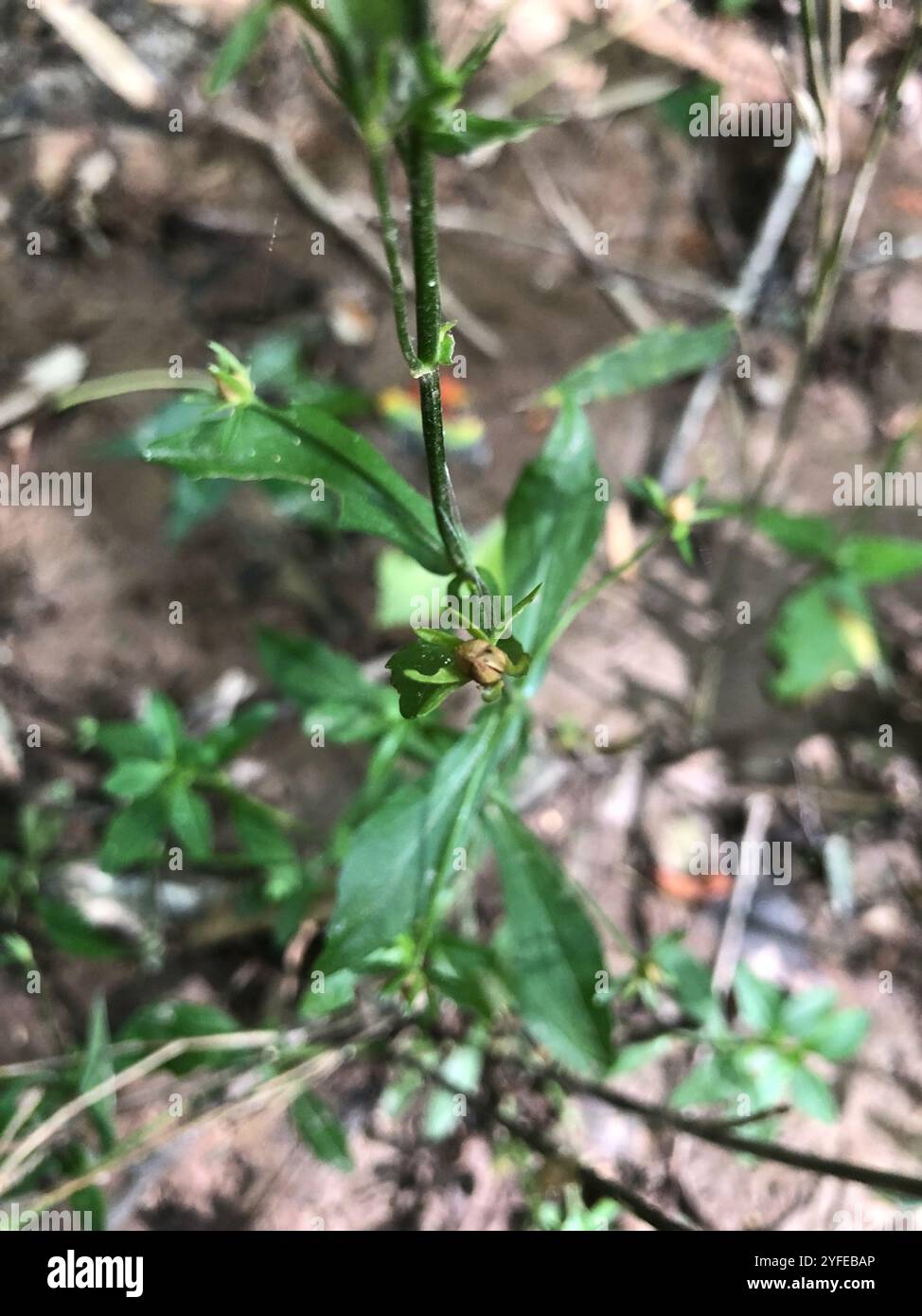 Florida Hedge Hyssop (Gratiola floridana Stock Photo - Alamy