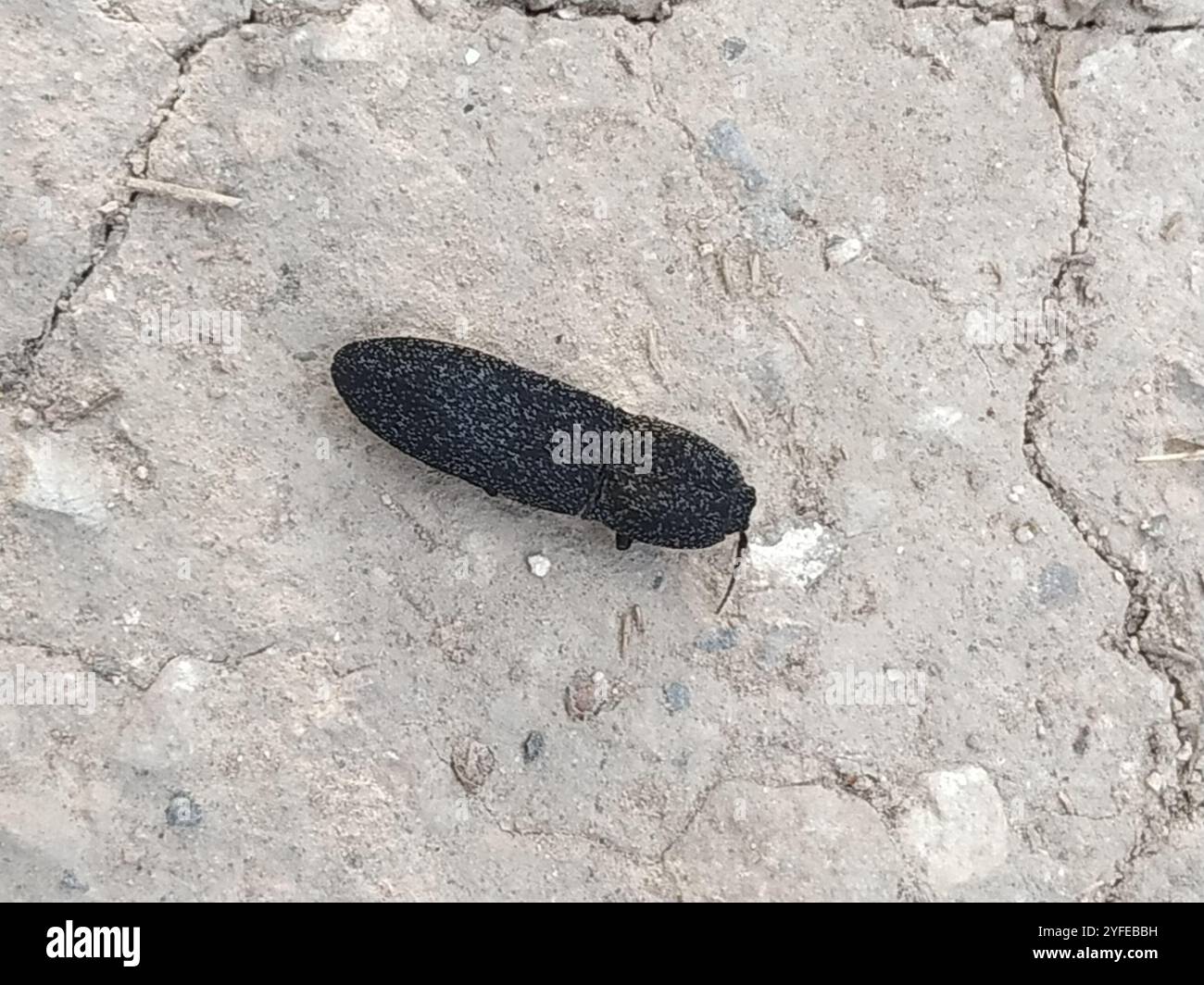 Lacon hi-res stock photography and images - Alamy