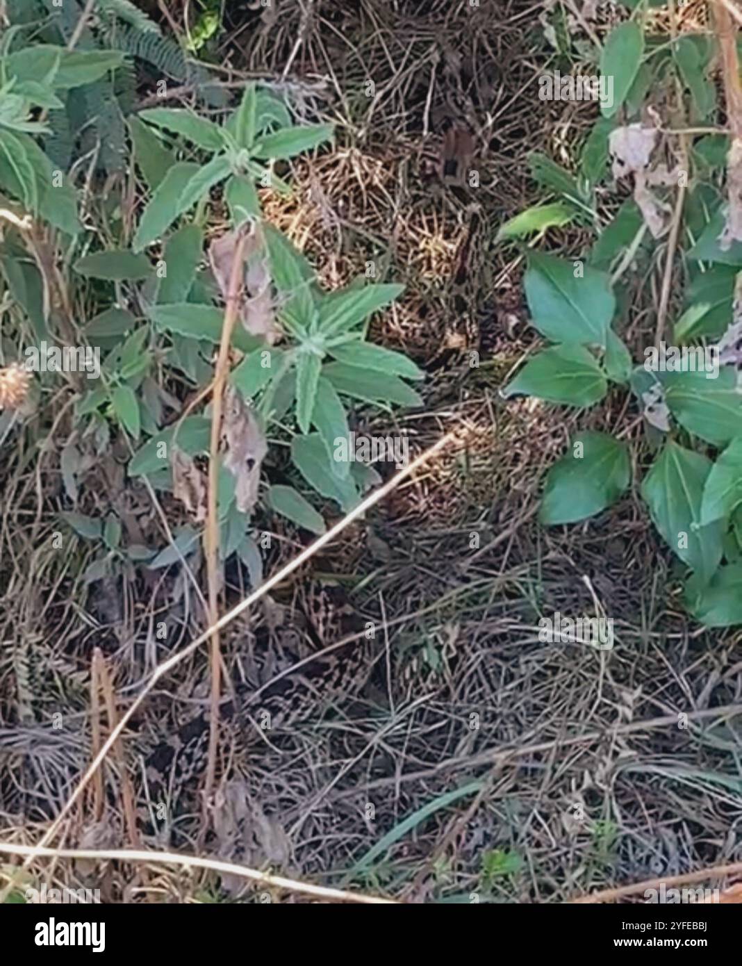 Mexican Bull Snake (Pituophis deppei Stock Photo - Alamy