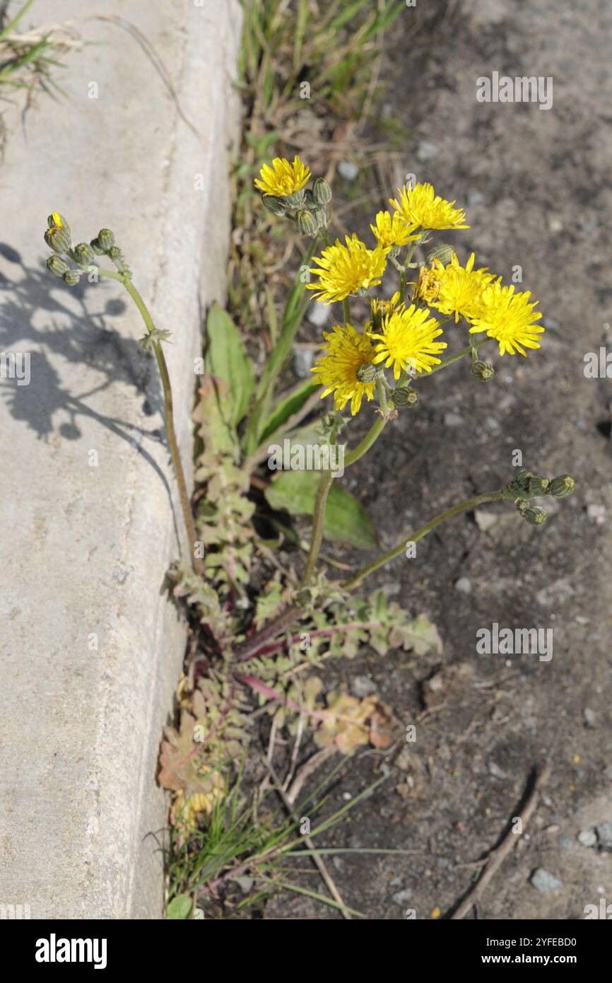 Beaked Hawksbeard (Crepis vesicaria Stock Photo - Alamy