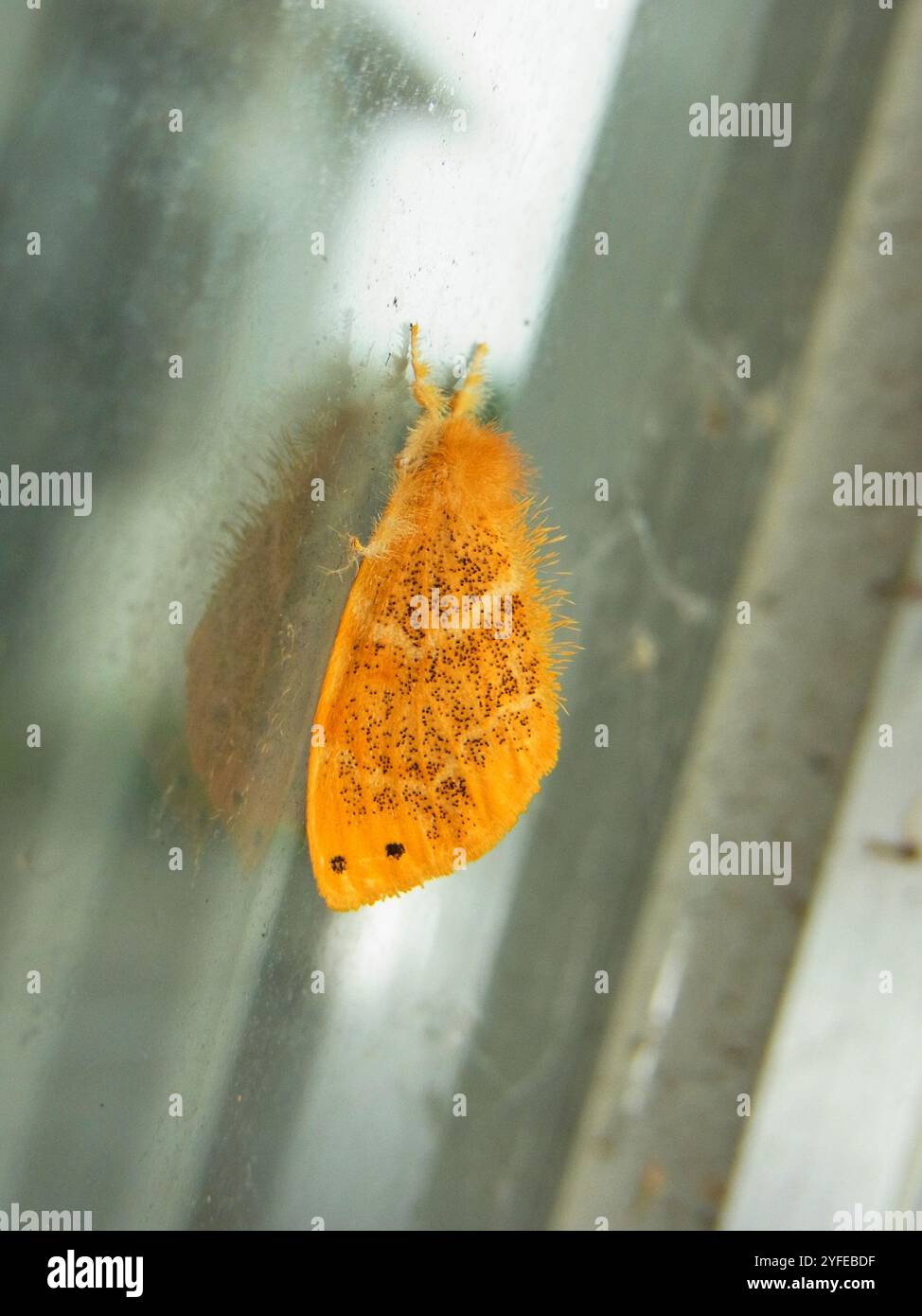 Tea tussock moth hi-res stock photography and images - Alamy