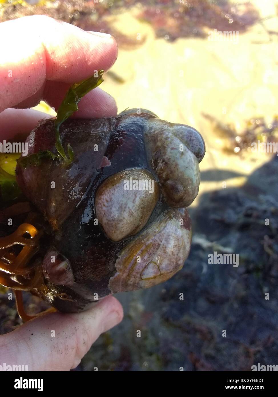 Common atlantic slippersnail hi-res stock photography and images - Alamy