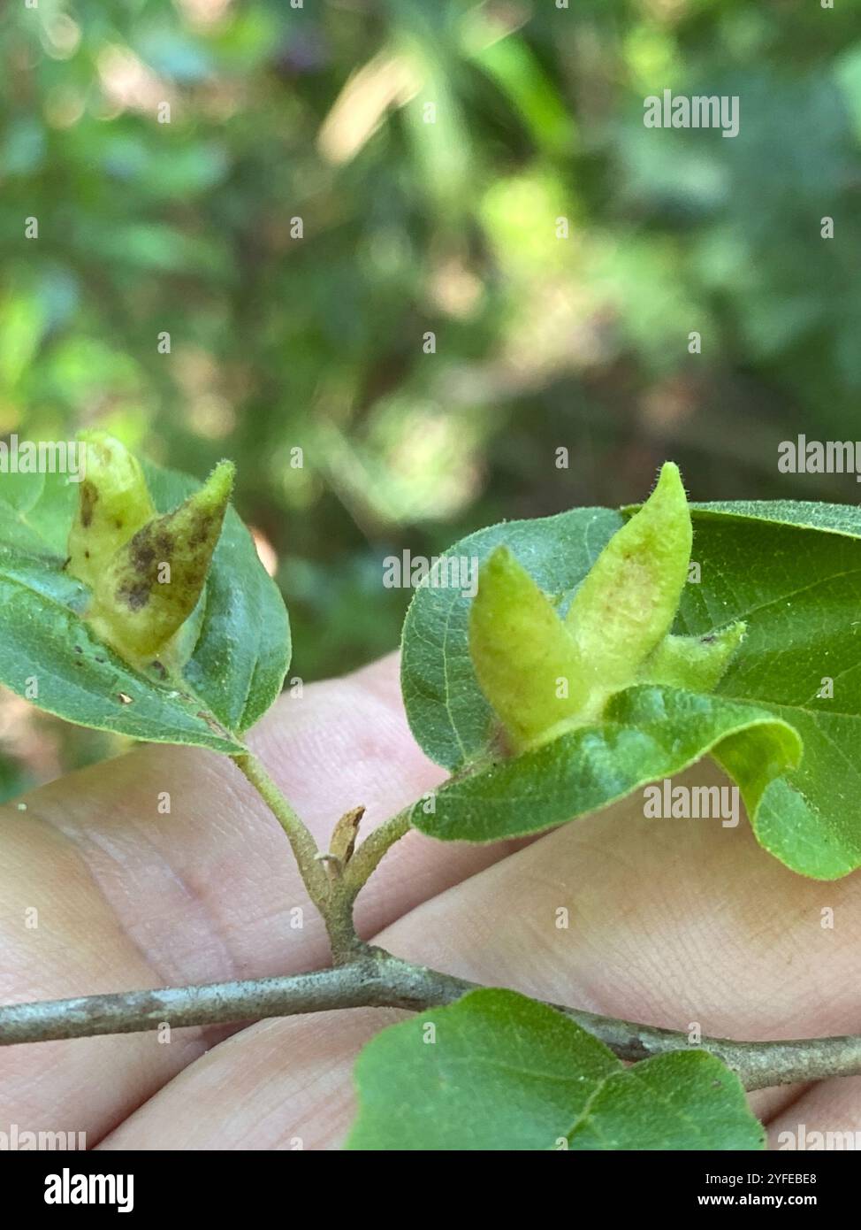 Witch-hazel Cone Gall Aphid (Hormaphis hamamelidis Stock Photo - Alamy