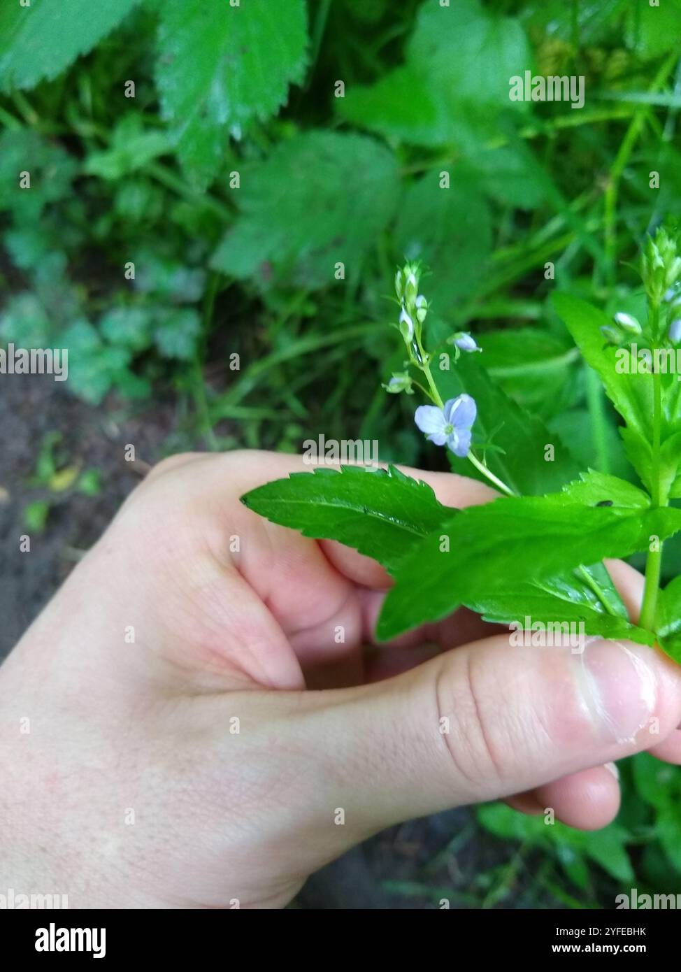 American brooklime (Veronica americana Stock Photo - Alamy