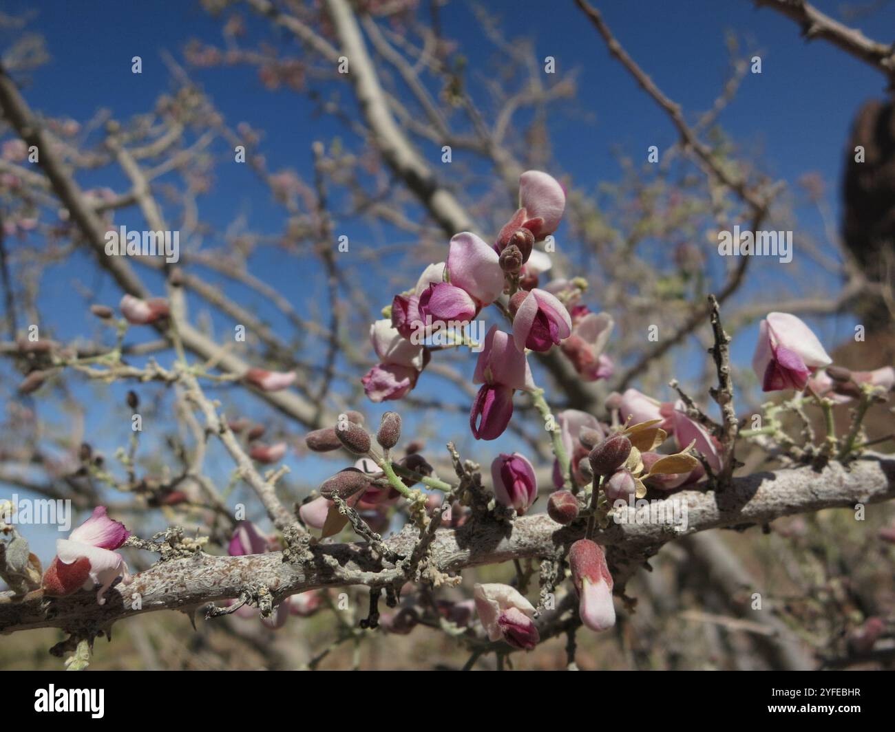 desert ironwood (Olneya tesota Stock Photo - Alamy