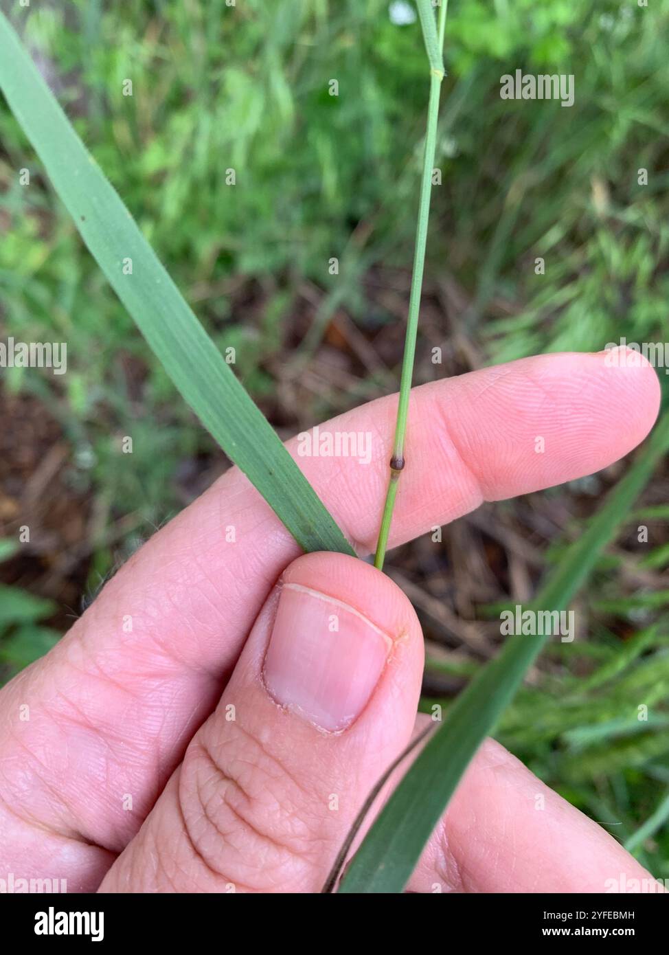 Japanese brome (Bromus japonicus Stock Photo - Alamy