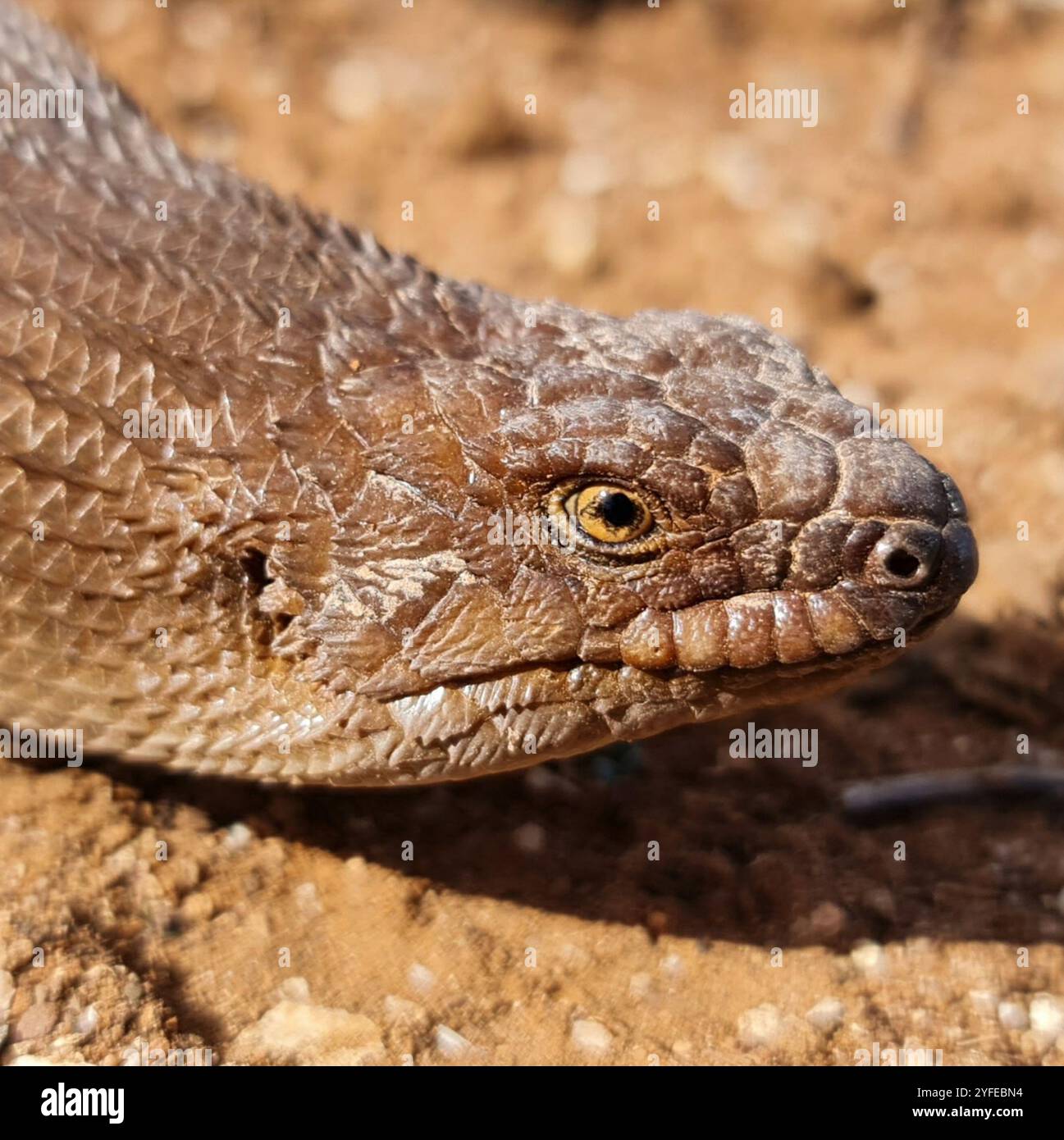 Gidgee Skink (Egernia stokesii Stock Photo - Alamy