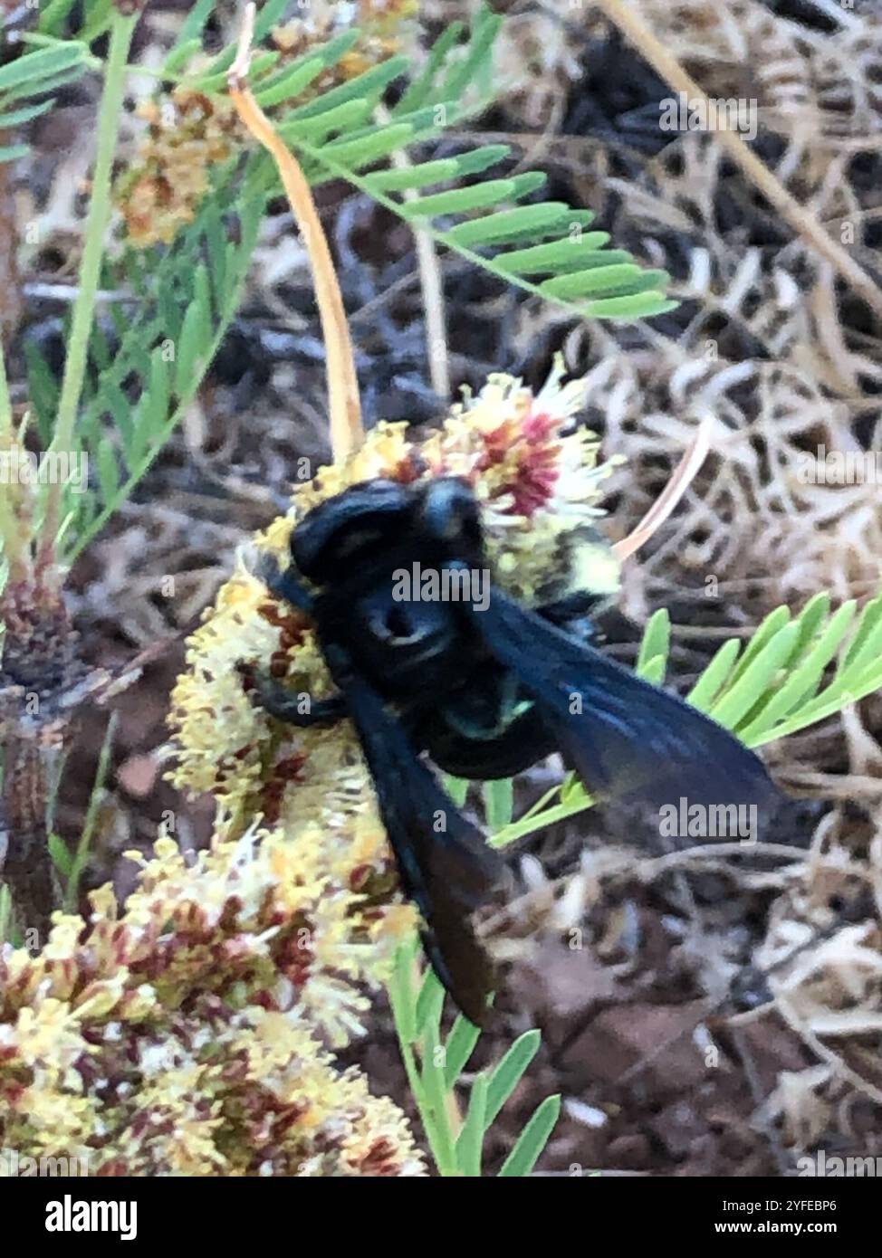 Carpenter bee arizona hi-res stock photography and images - Alamy