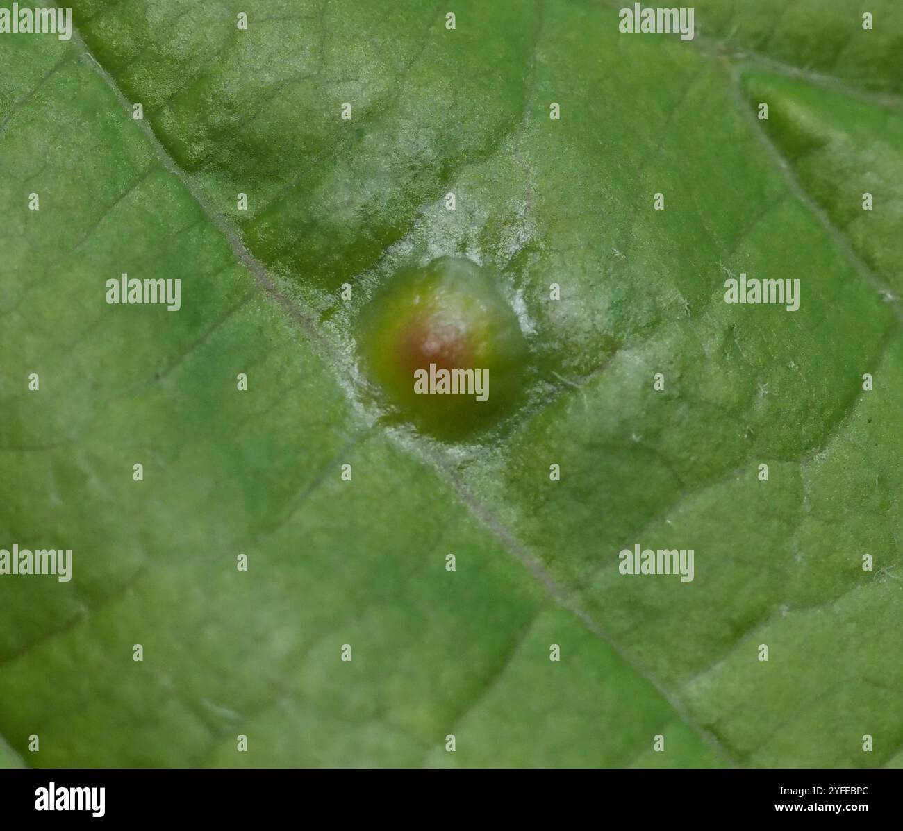Witch-hazel Cone Gall Aphid (Hormaphis hamamelidis Stock Photo - Alamy