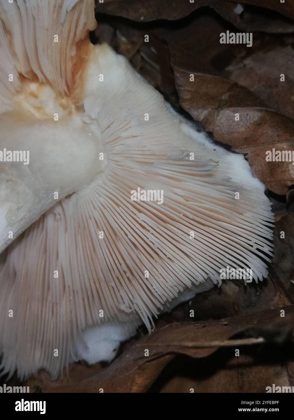 Deer Mushroom (Pluteus cervinus Stock Photo - Alamy