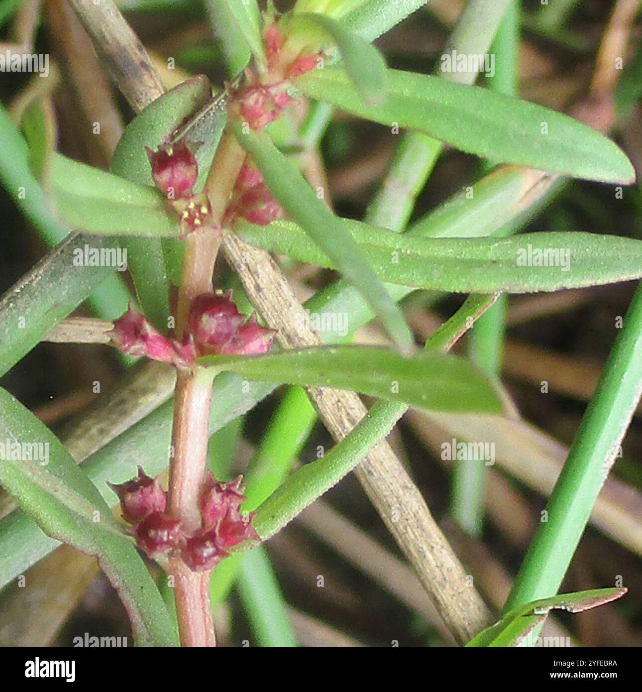 monarch redstem (Ammannia baccifera Stock Photo - Alamy