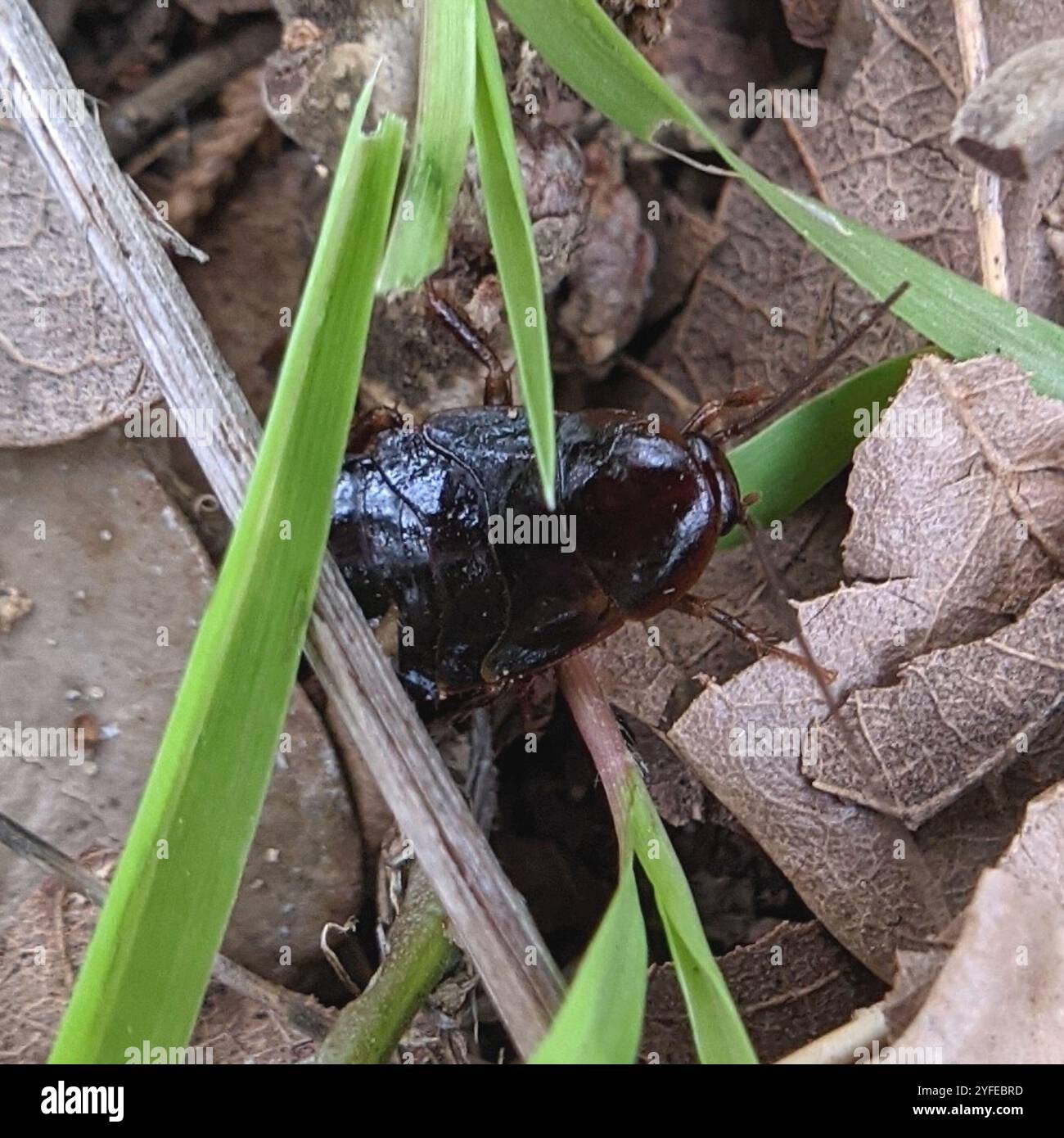 Cockroaches and Termites (Blattodea Stock Photo - Alamy