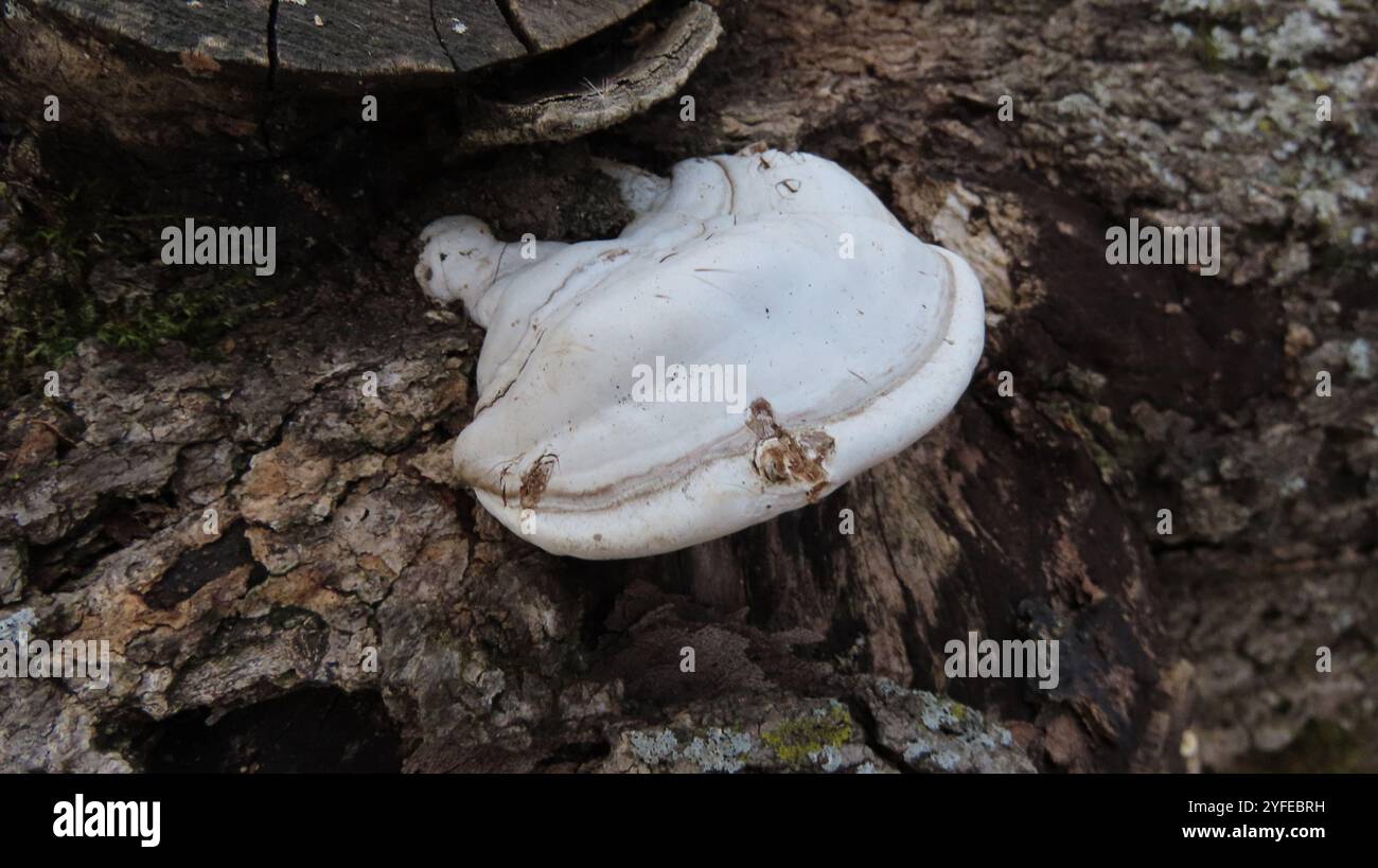 Megaloma hi-res stock photography and images - Alamy