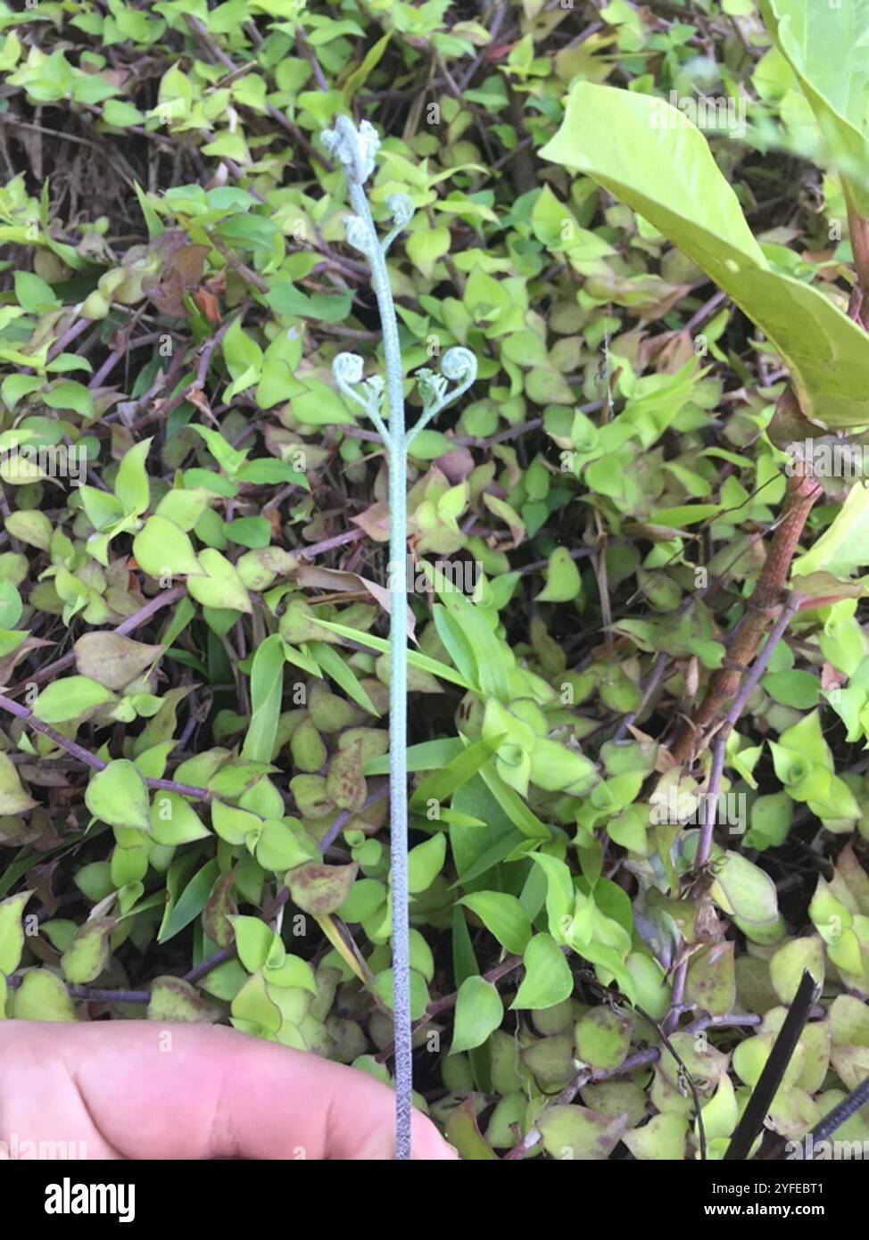 Silverback and Goldback Ferns (Pityrogramma Stock Photo - Alamy
