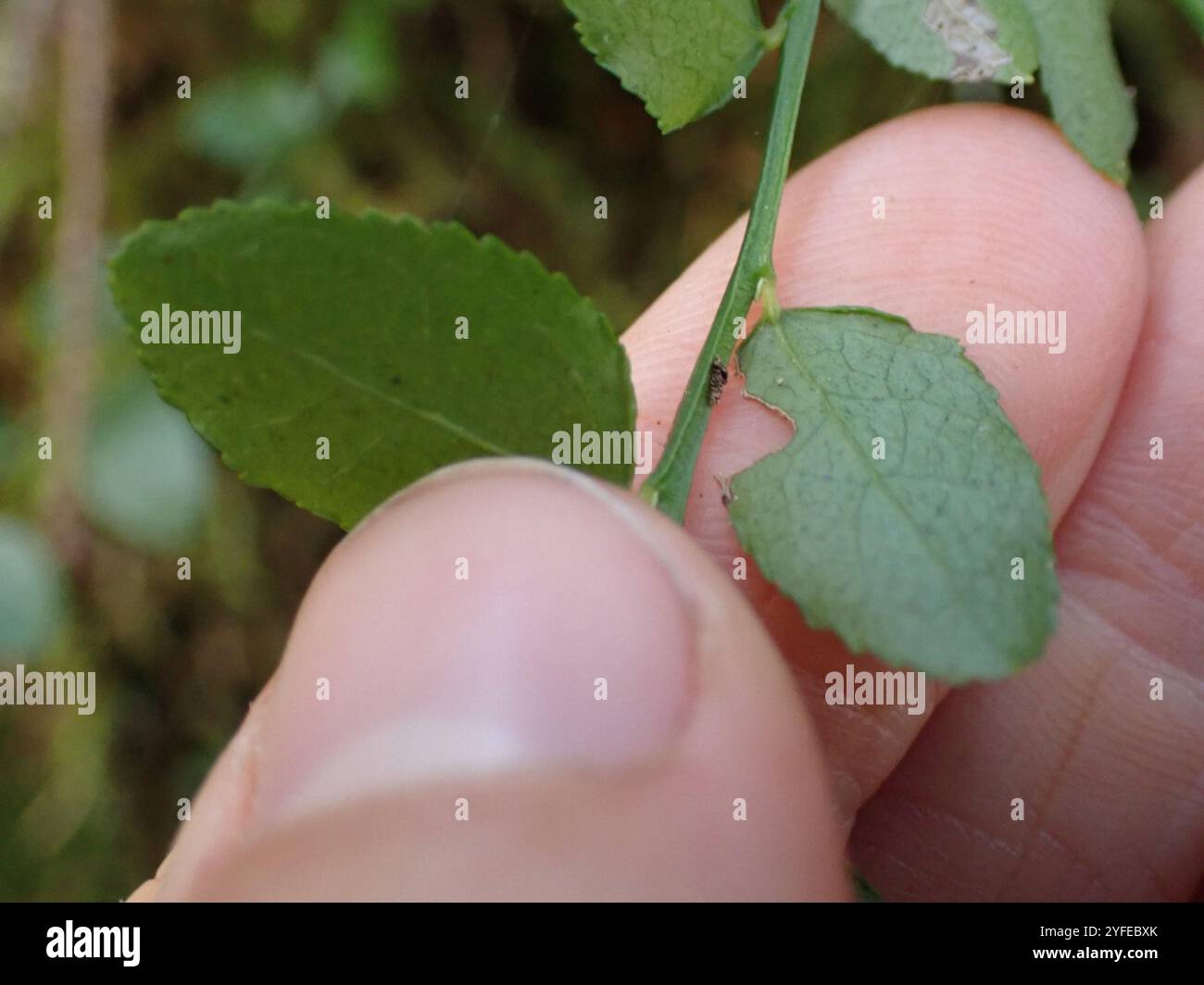 Red Huckleberry (Vaccinium parvifolium Stock Photo - Alamy