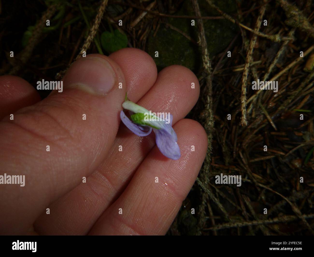 Heath Dog-Violet (Viola canina Stock Photo - Alamy