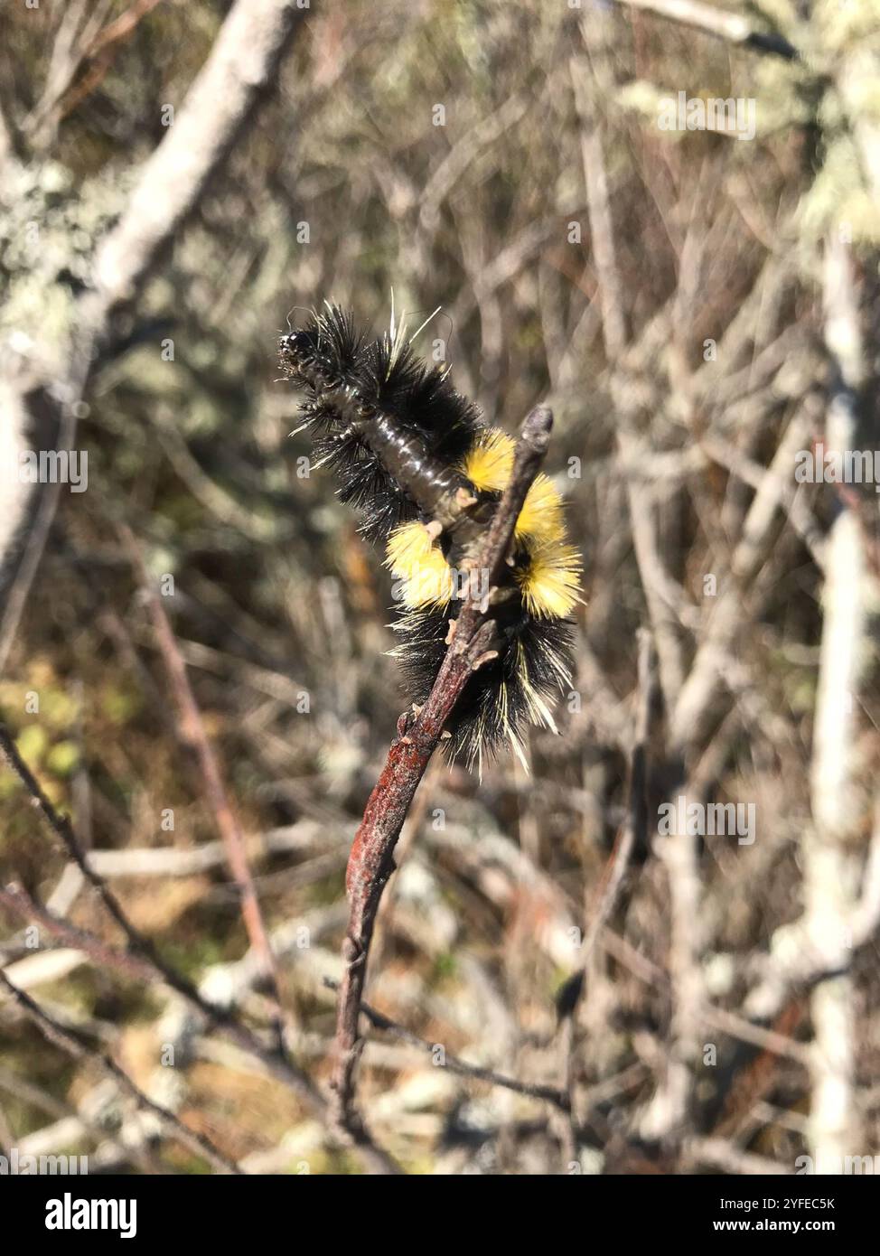 Spotted Tussock Moth (Lophocampa maculata Stock Photo - Alamy