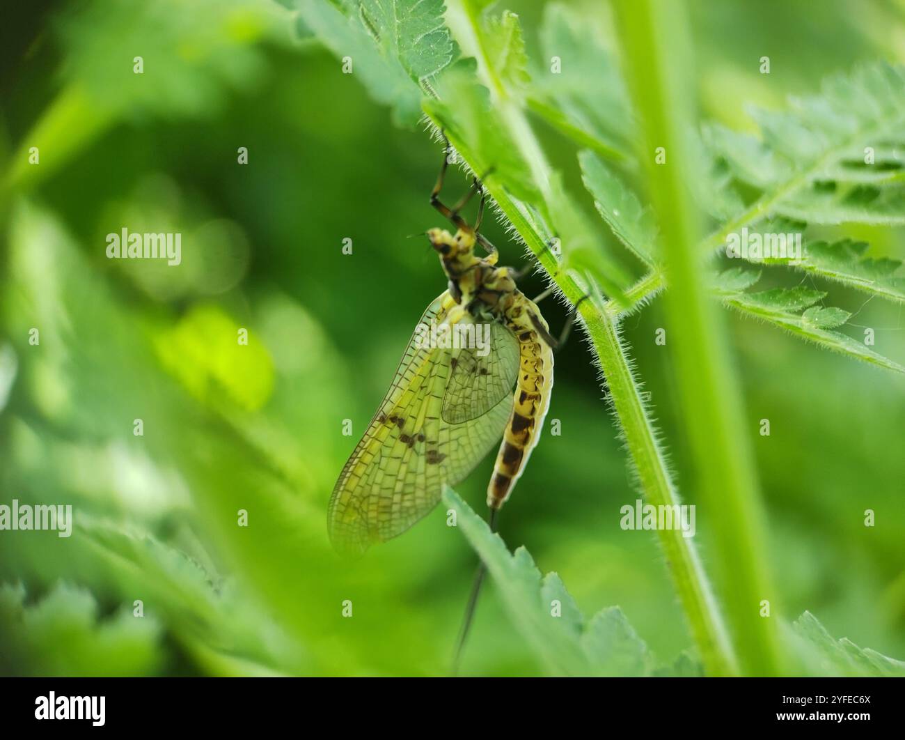 European Green Drake (Ephemera danica Stock Photo - Alamy