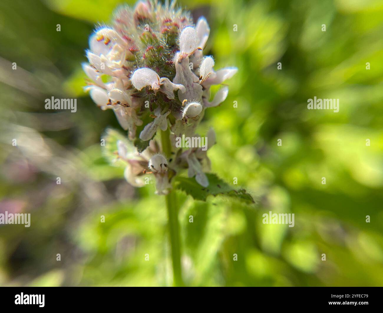 short-spiked hedge nettle (Stachys pycnantha Stock Photo - Alamy