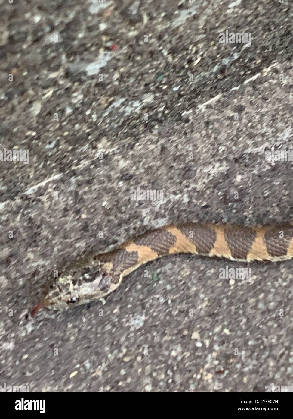 Common Watersnake (Nerodia sipedon Stock Photo - Alamy