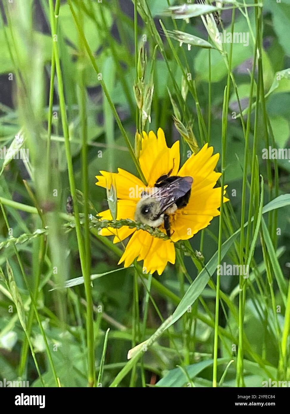 Two-spotted Bumble Bee (Bombus bimaculatus Stock Photo - Alamy
