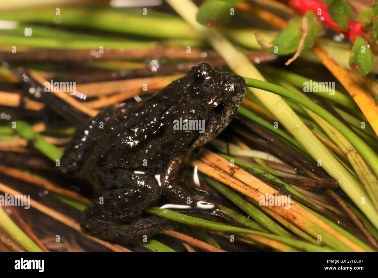 Micro Frog (Microbatrachella capensis Stock Photo - Alamy