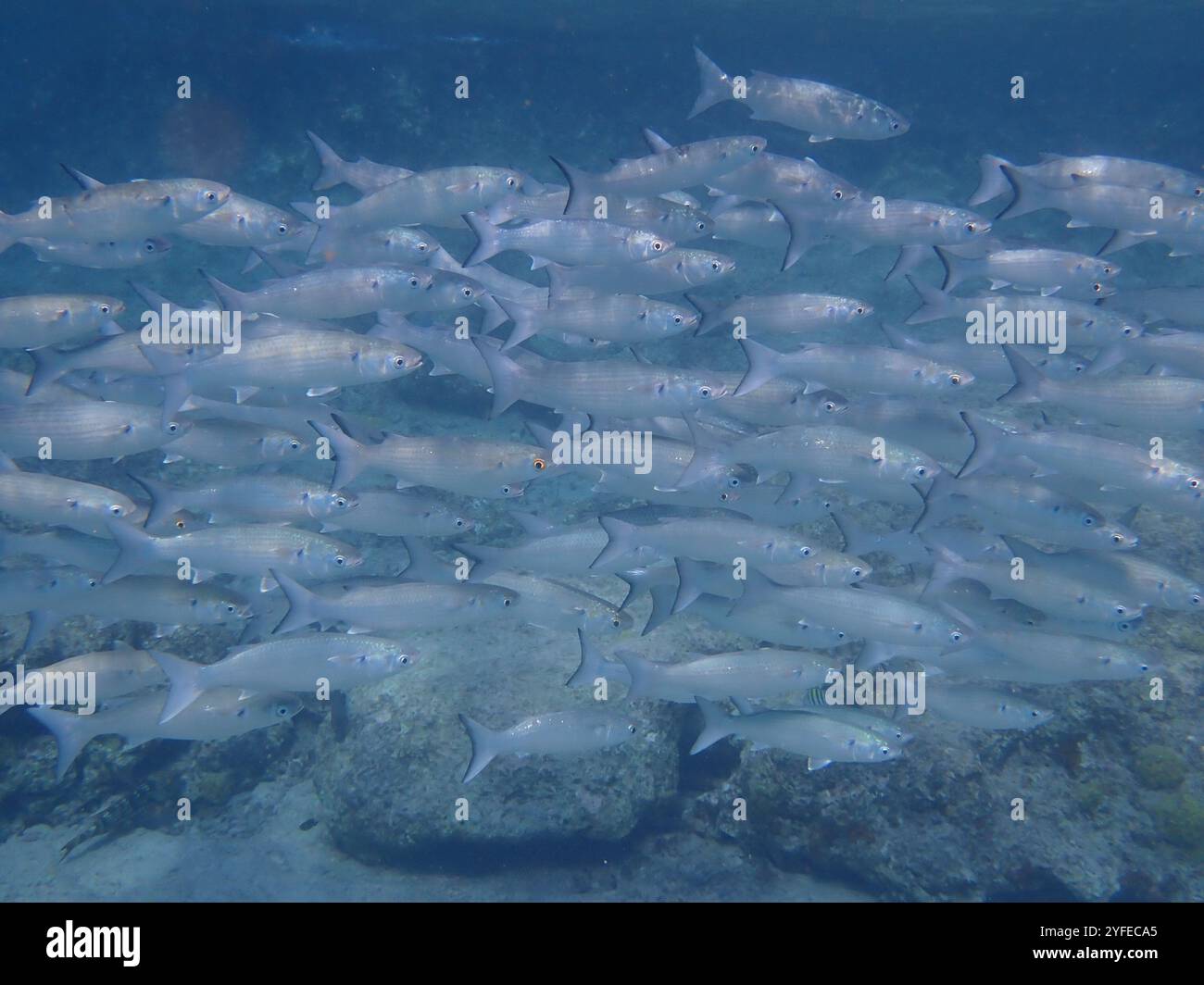 Common Mullets (Mugil Stock Photo - Alamy