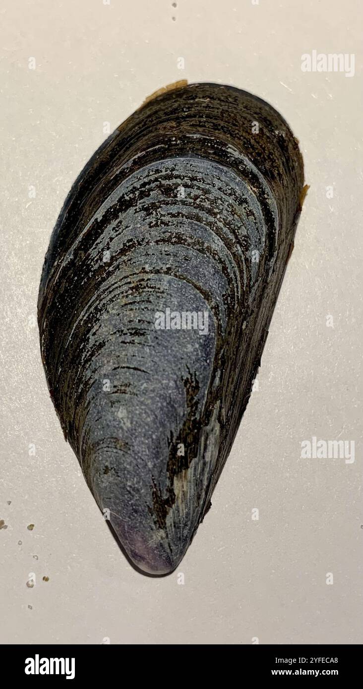 Blue Mussel (Mytilus edulis Stock Photo - Alamy