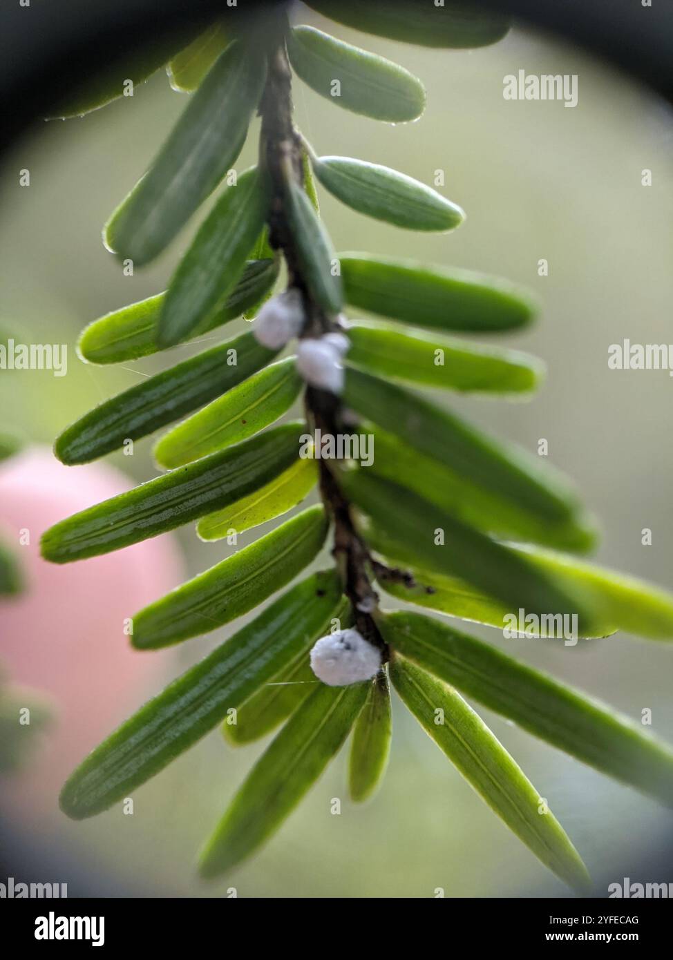 Hemlock Woolly Adelgid (Adelges tsugae Stock Photo - Alamy