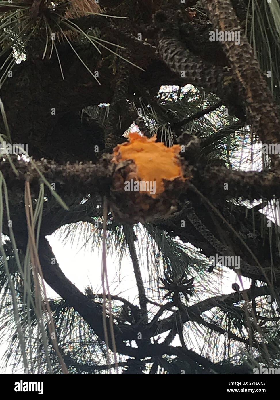 Western Gall Rust (Cronartium harknessii Stock Photo - Alamy