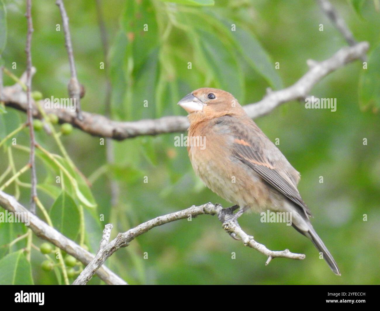 Blue Grosbeak (Passerina caerulea Stock Photo - Alamy