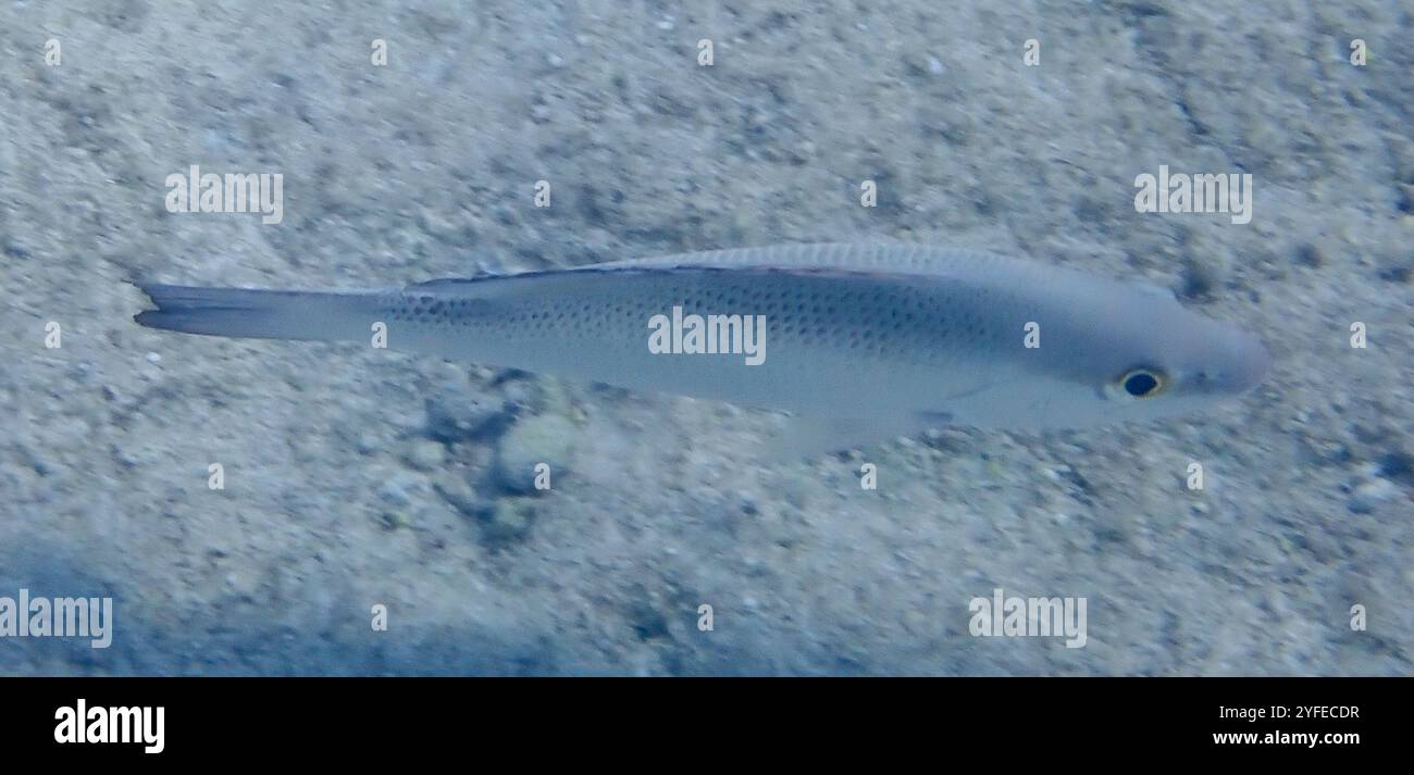 Gray Snapper (Lutjanus griseus Stock Photo - Alamy