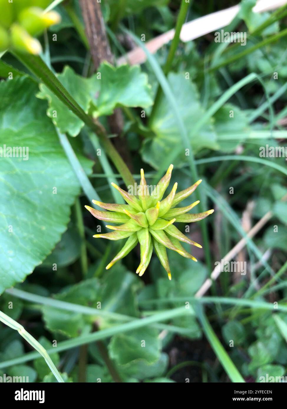 marsh marigold (Caltha palustris Stock Photo - Alamy