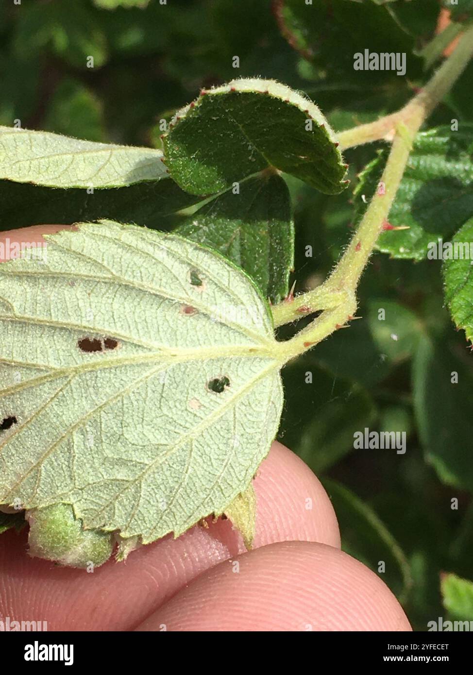 sand blackberry (Rubus cuneifolius Stock Photo - Alamy
