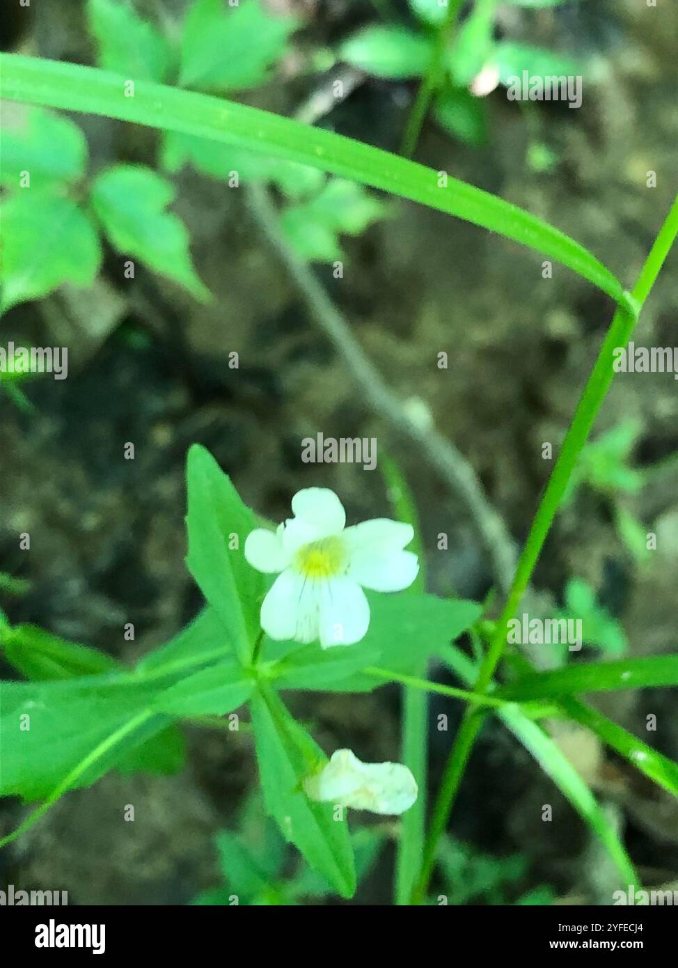 Florida Hedge Hyssop (Gratiola floridana Stock Photo - Alamy
