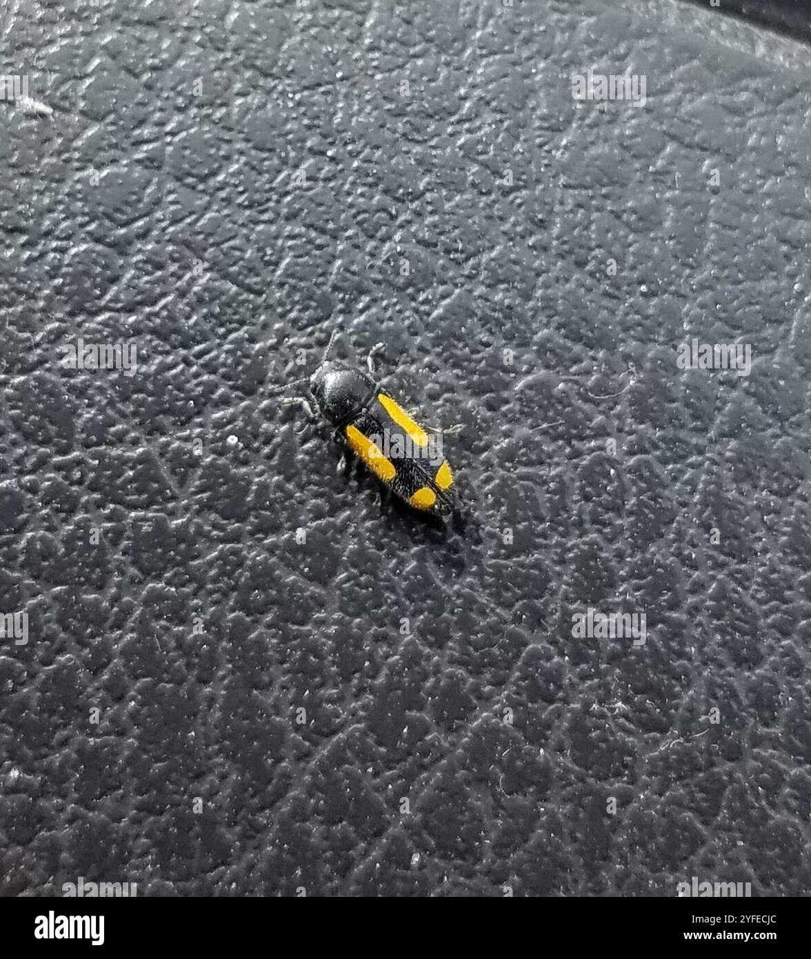 Redbud Borer (Ptosima gibbicollis Stock Photo - Alamy