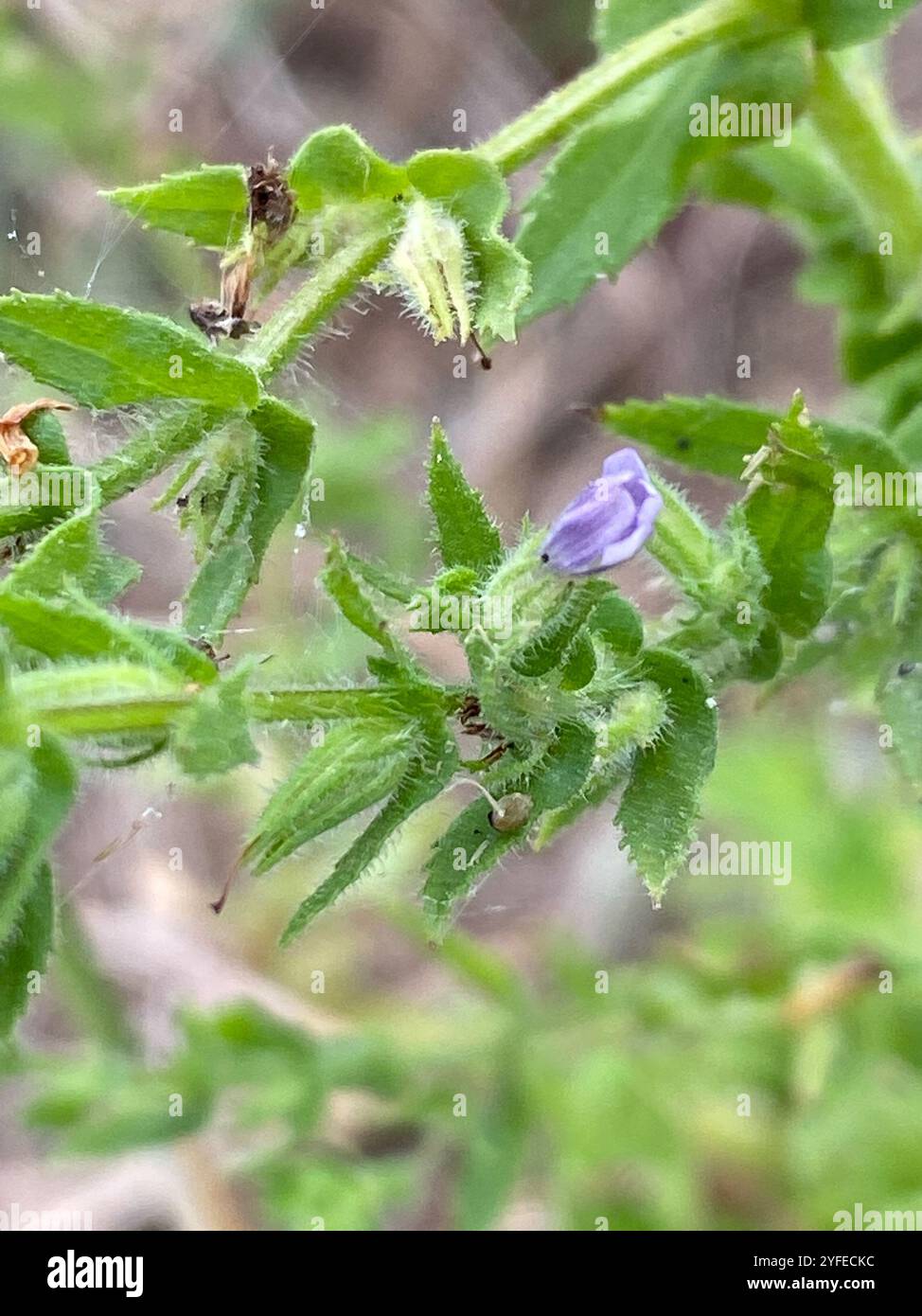 Obeah Bush (Stemodia maritima Stock Photo - Alamy