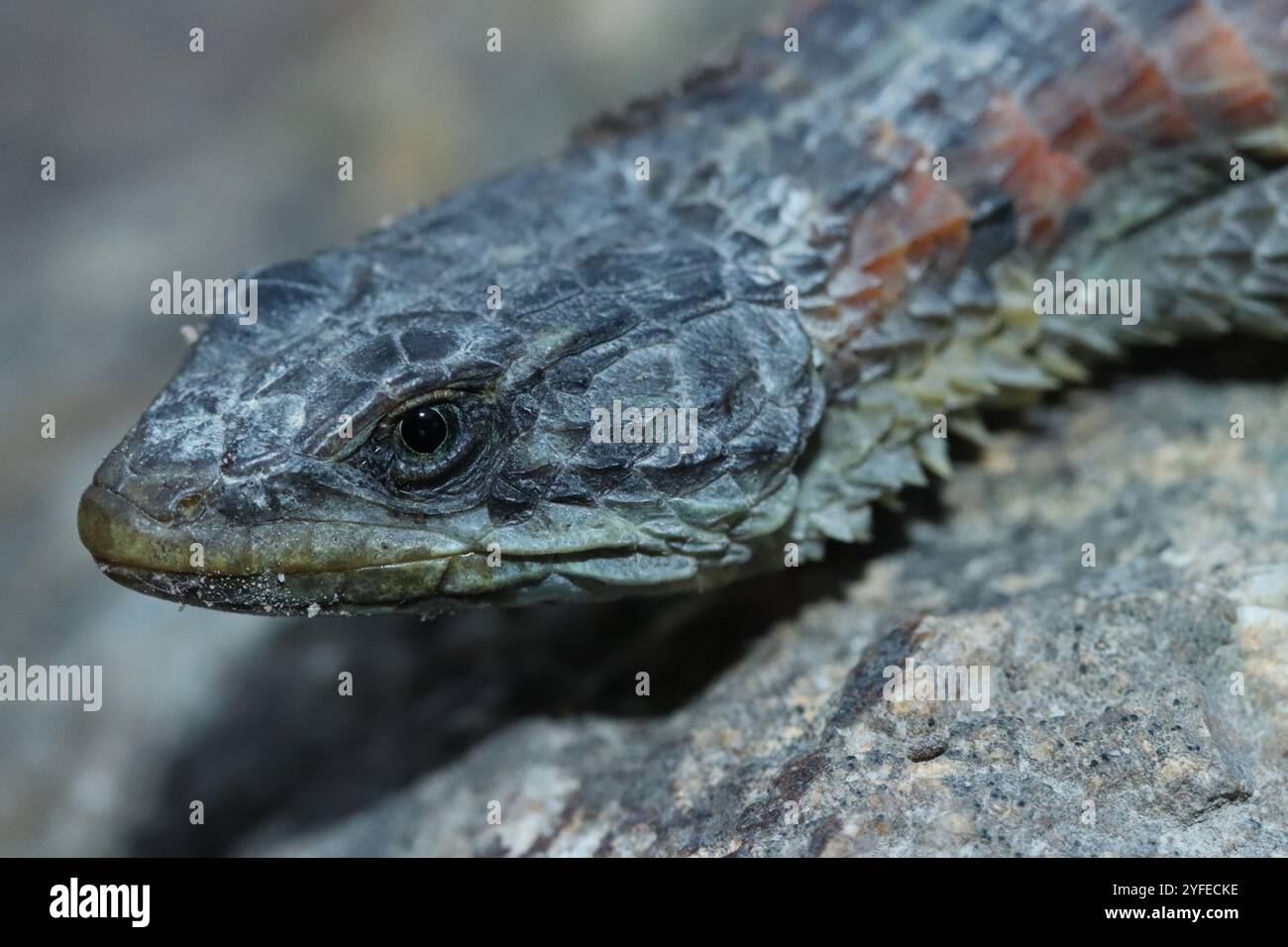 Cape Girdled Lizard (Cordylus cordylus Stock Photo - Alamy