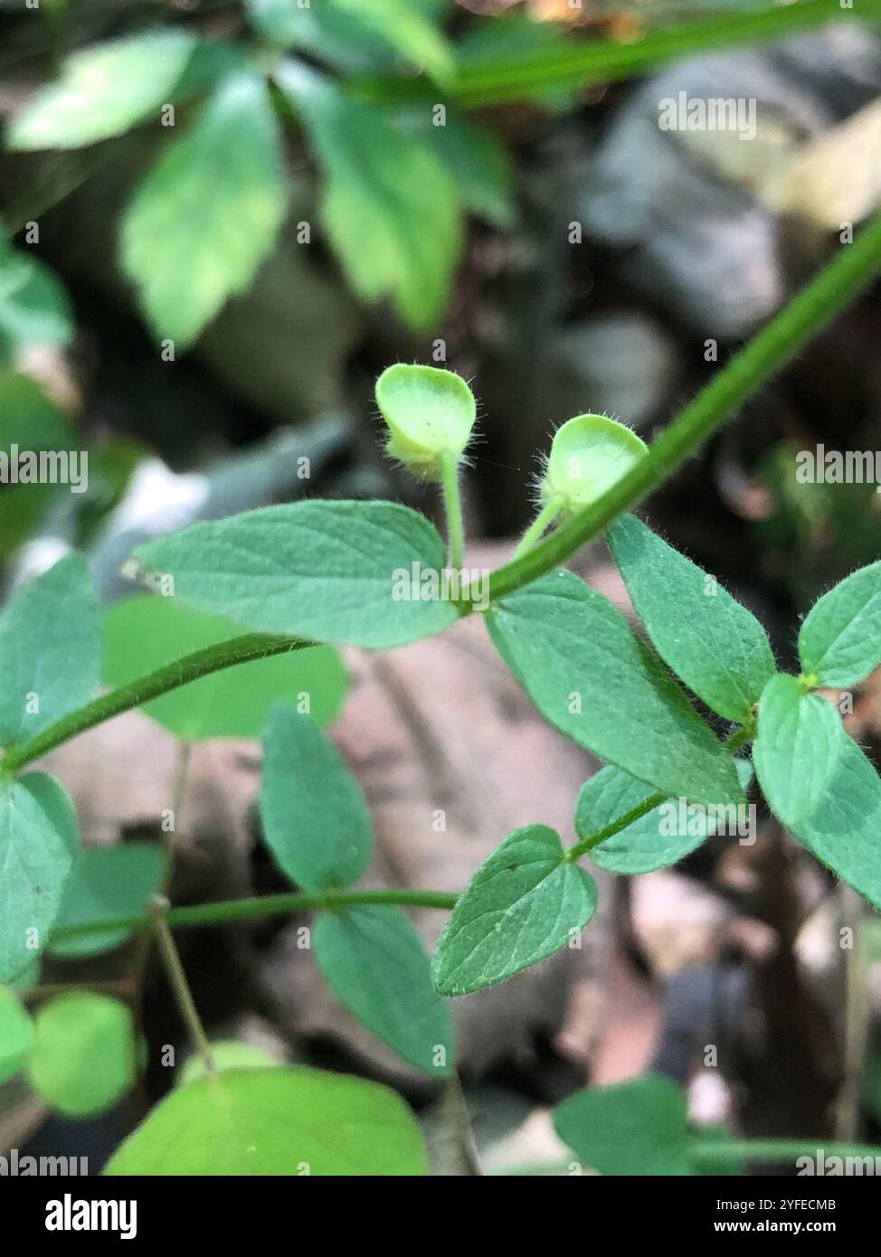 Scutellaria parvula hi-res stock photography and images - Alamy