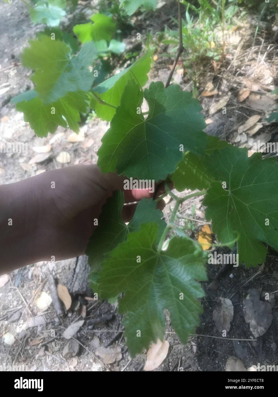California wild grape (Vitis californica Stock Photo - Alamy
