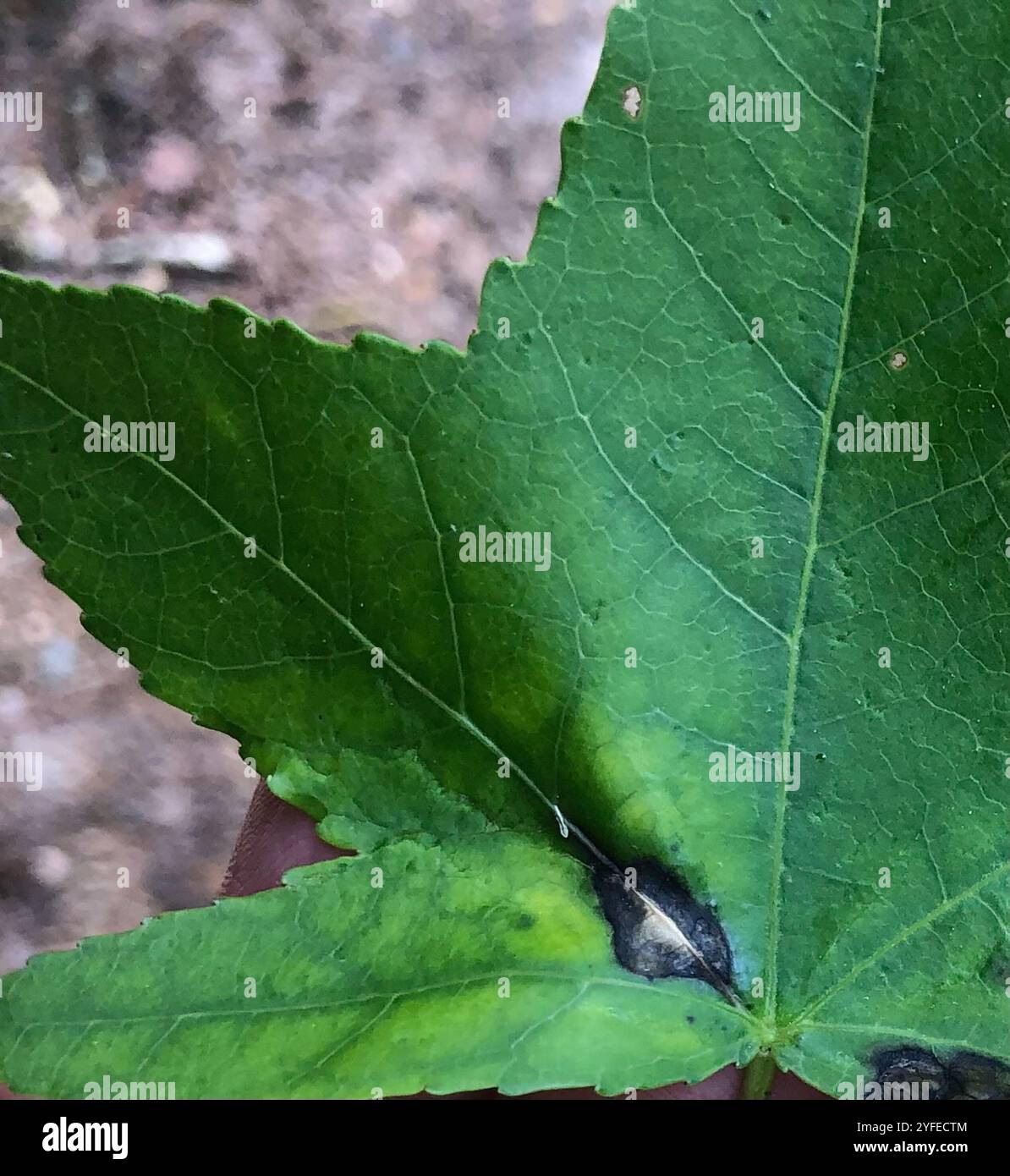 Fungus Gnats and Gall Midges (Sciaroidea Stock Photo - Alamy