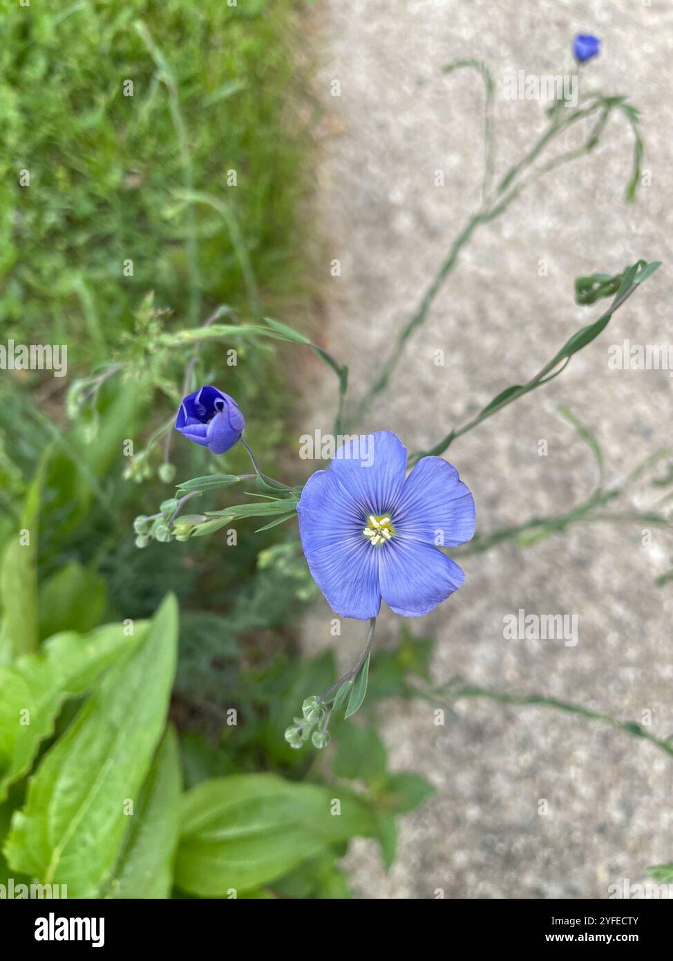 common flax (Linum usitatissimum Stock Photo - Alamy