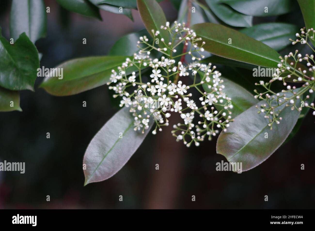 Chinese Photinia (Photinia serratifolia Stock Photo - Alamy
