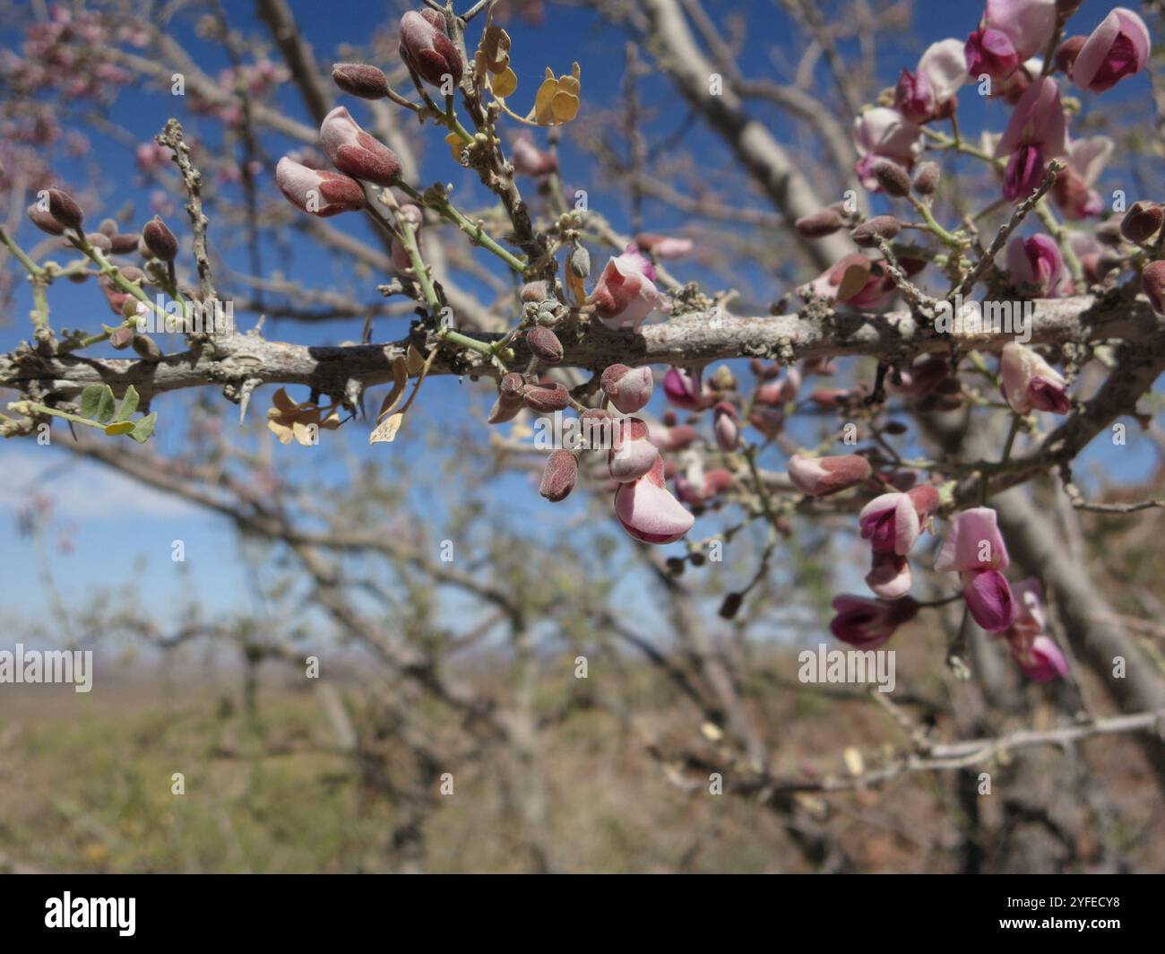 desert ironwood (Olneya tesota Stock Photo - Alamy