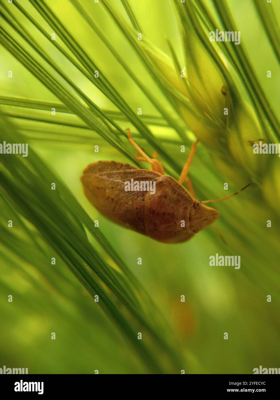 southern broad-bellied bug (Eurygaster austriaca Stock Photo - Alamy