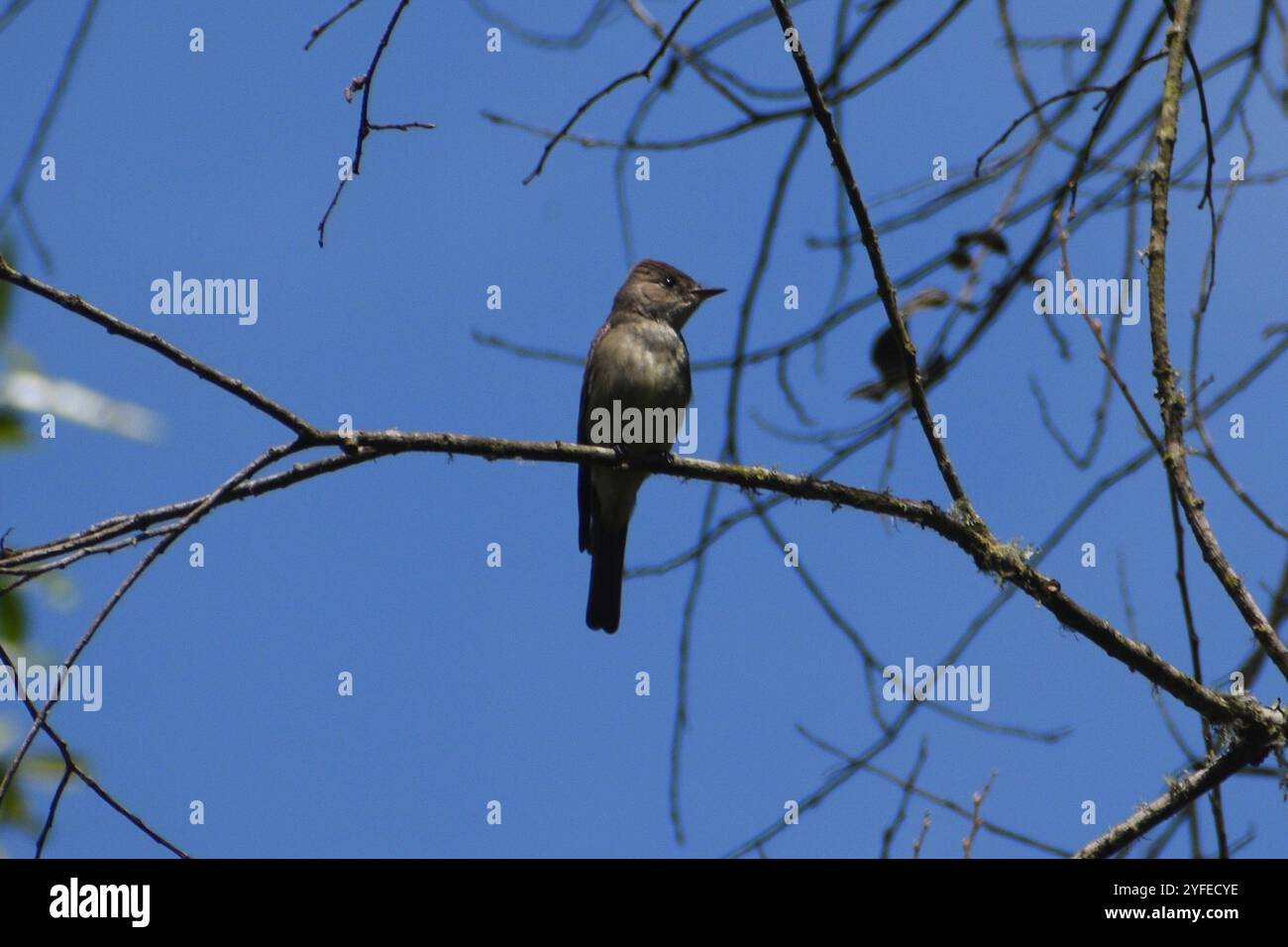 Western Wood-Pewee (Contopus sordidulus Stock Photo - Alamy