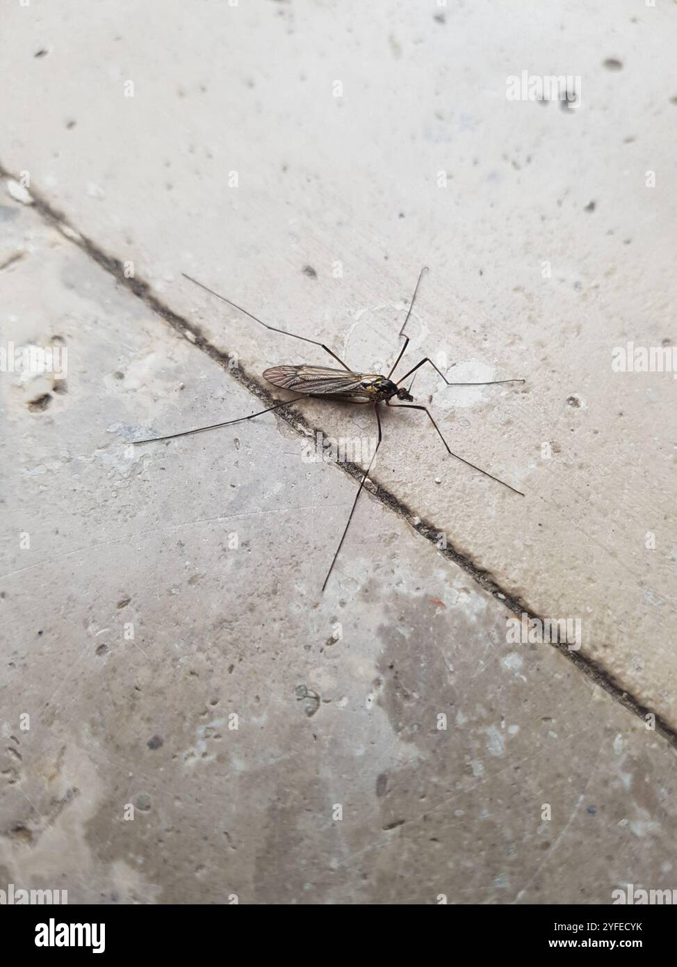 Crane Flies (Tipulomorpha Stock Photo - Alamy