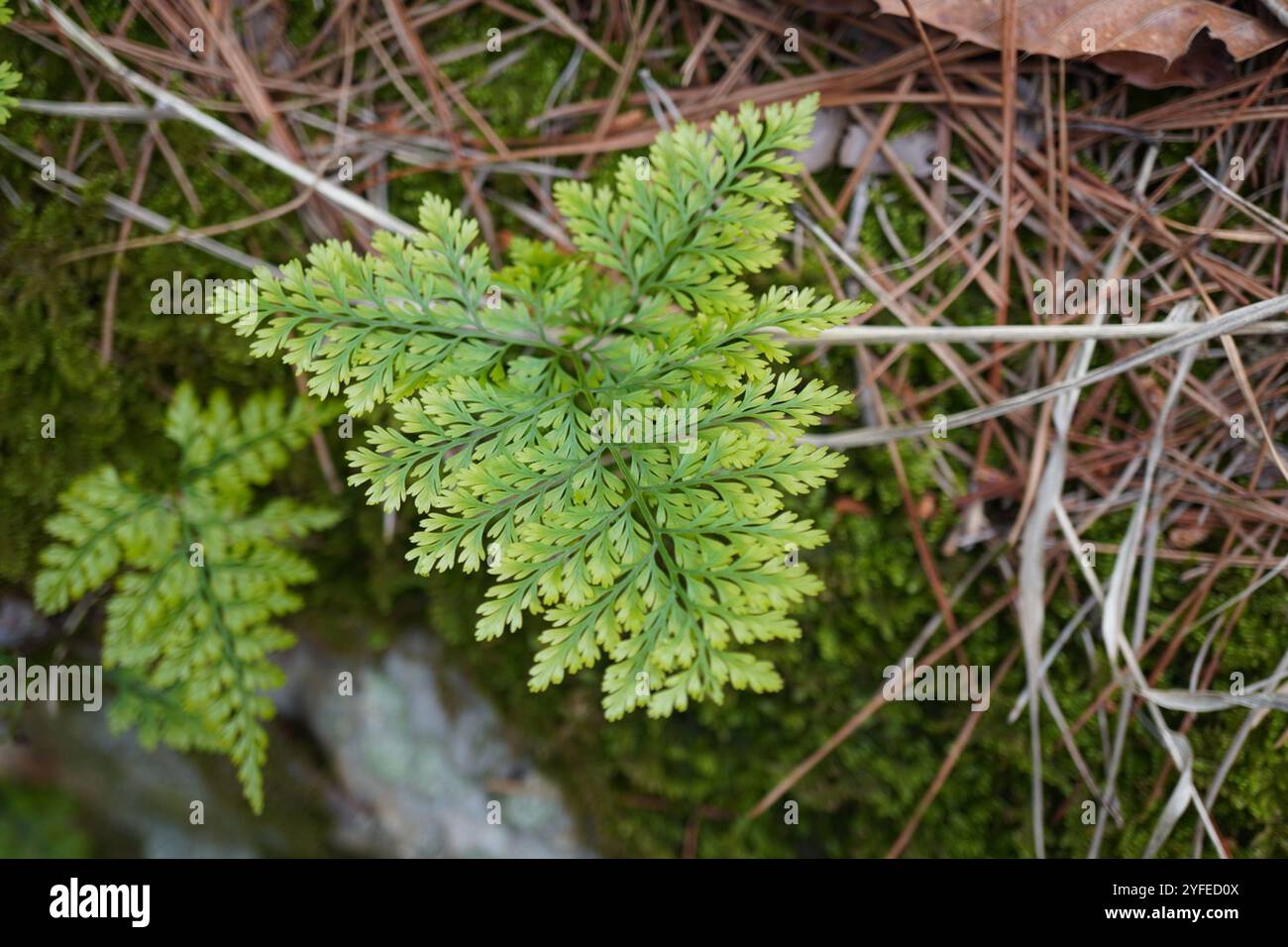 Squirrel's foot fern (Davallia mariesii Stock Photo - Alamy