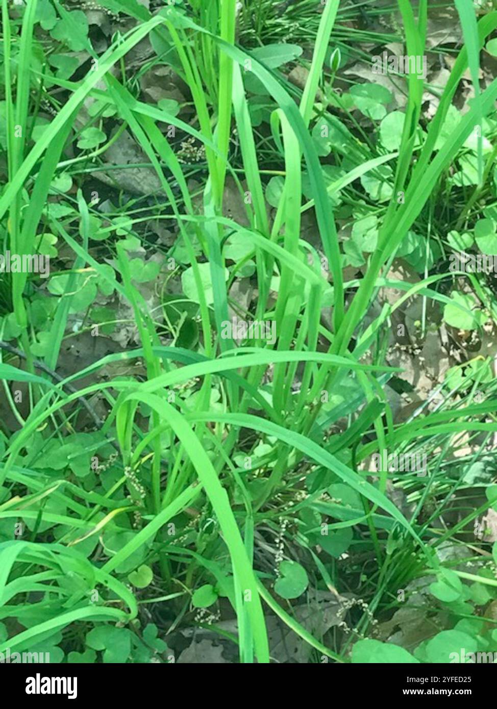 grasses, sedges, cattails, and allies (Poales Stock Photo - Alamy
